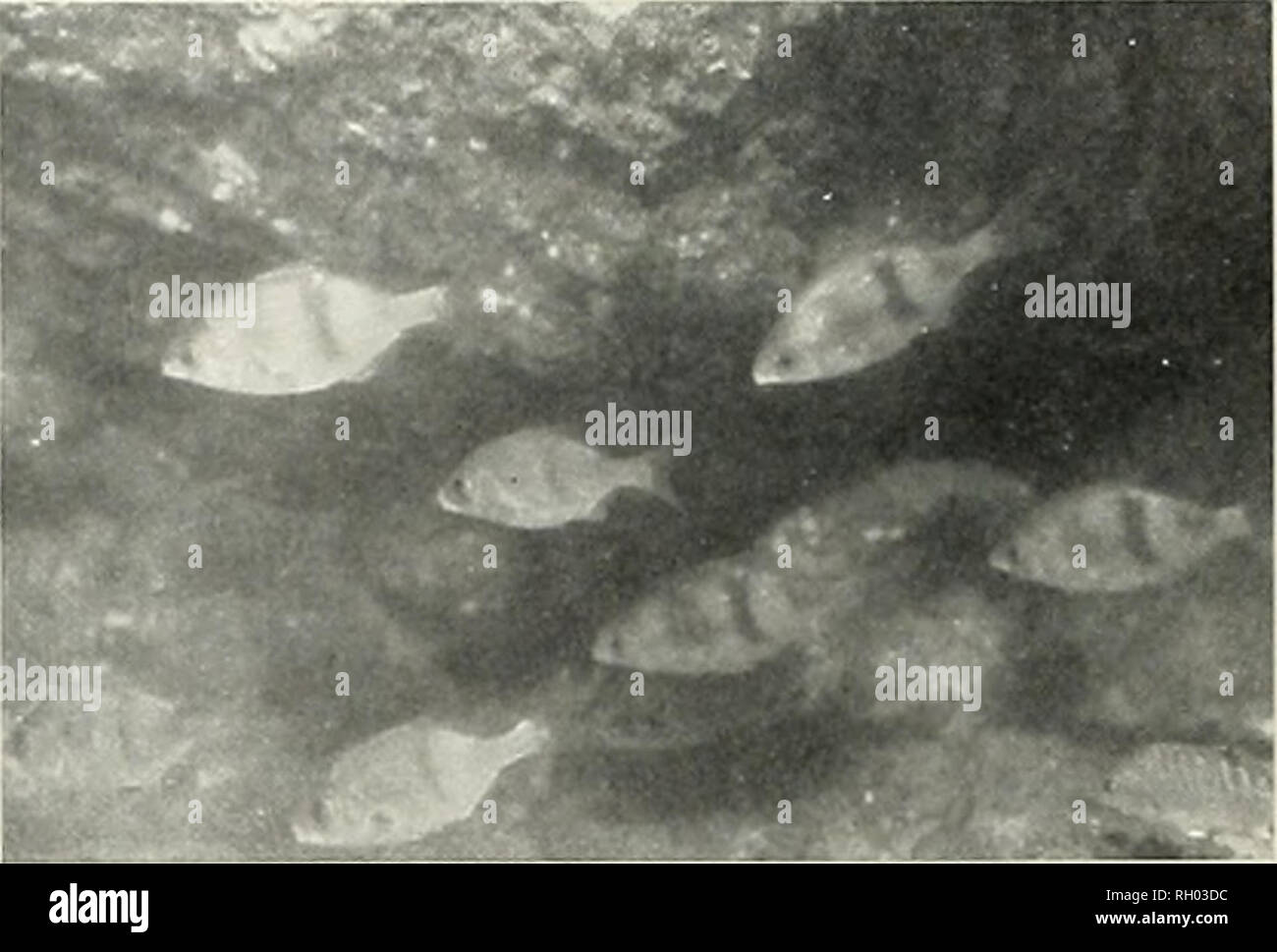 . Bulletin. Science; Natural history; Natural history. 1976 ORIENTATION ...