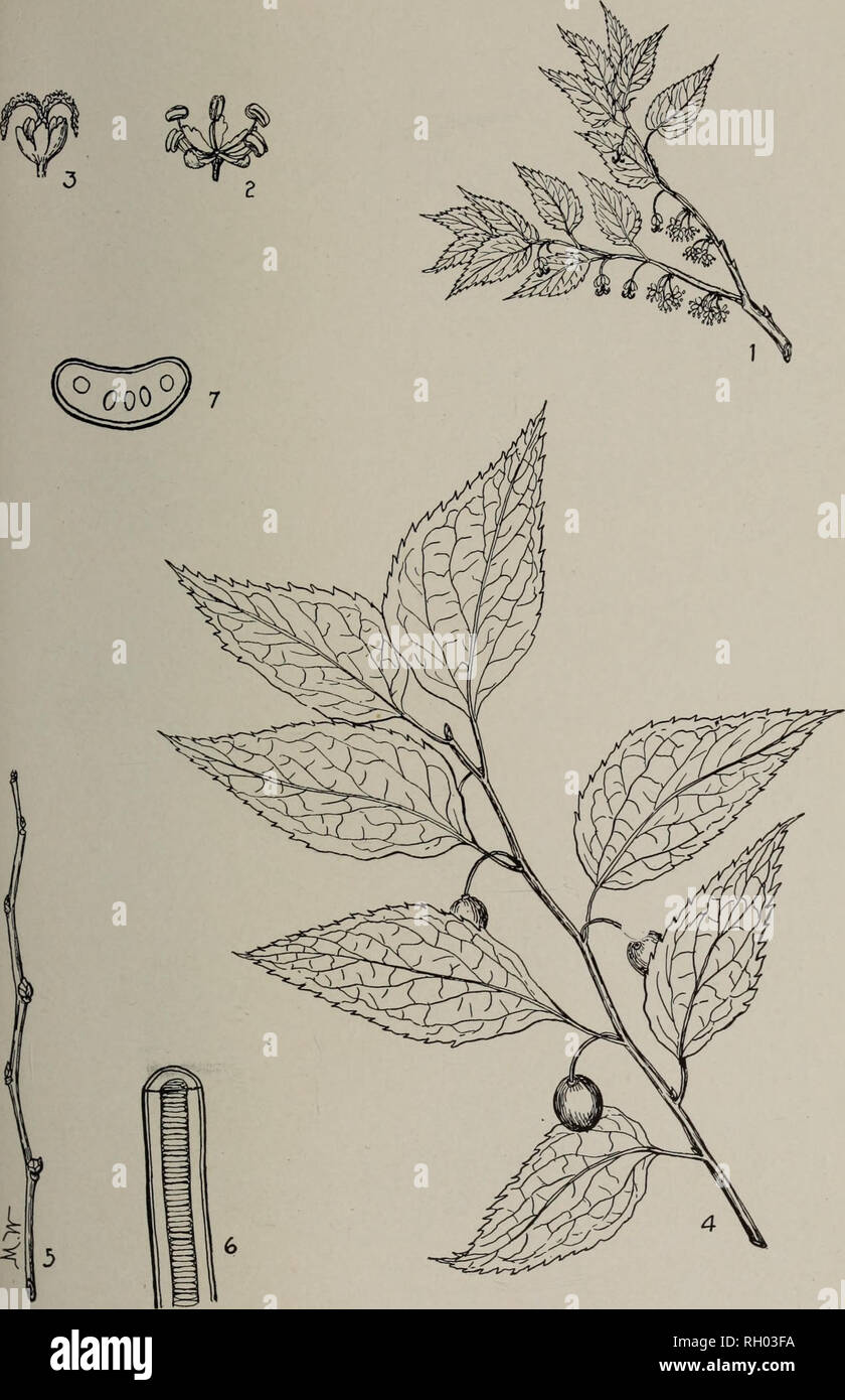 Chambered pith hi-res stock photography and images - Alamy