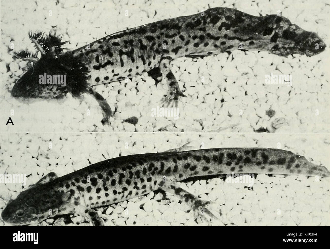 Neotenic species hi-res stock photography and images - Alamy