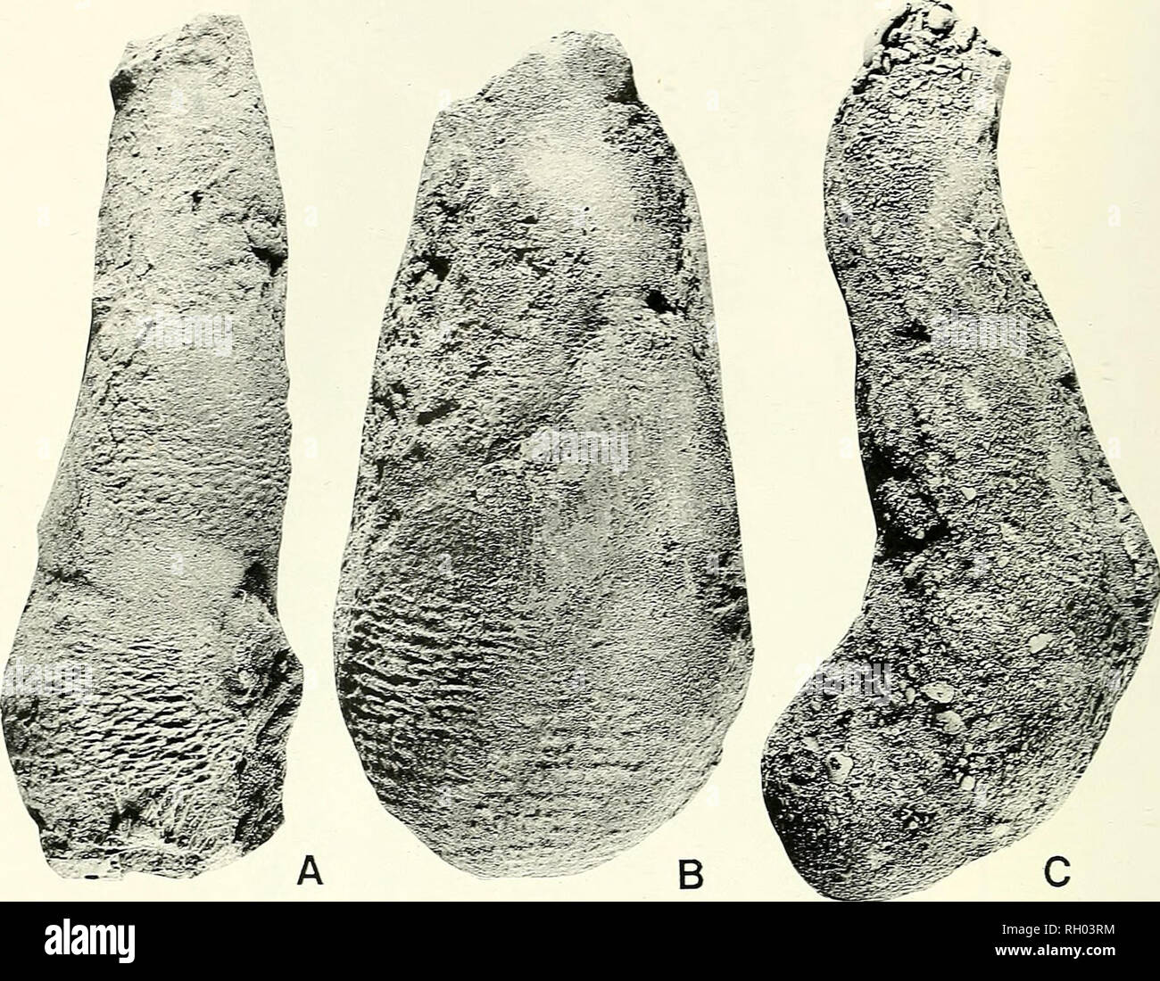 2 5 x 14 x 13 7 cm hi-res stock photography and images - Alamy