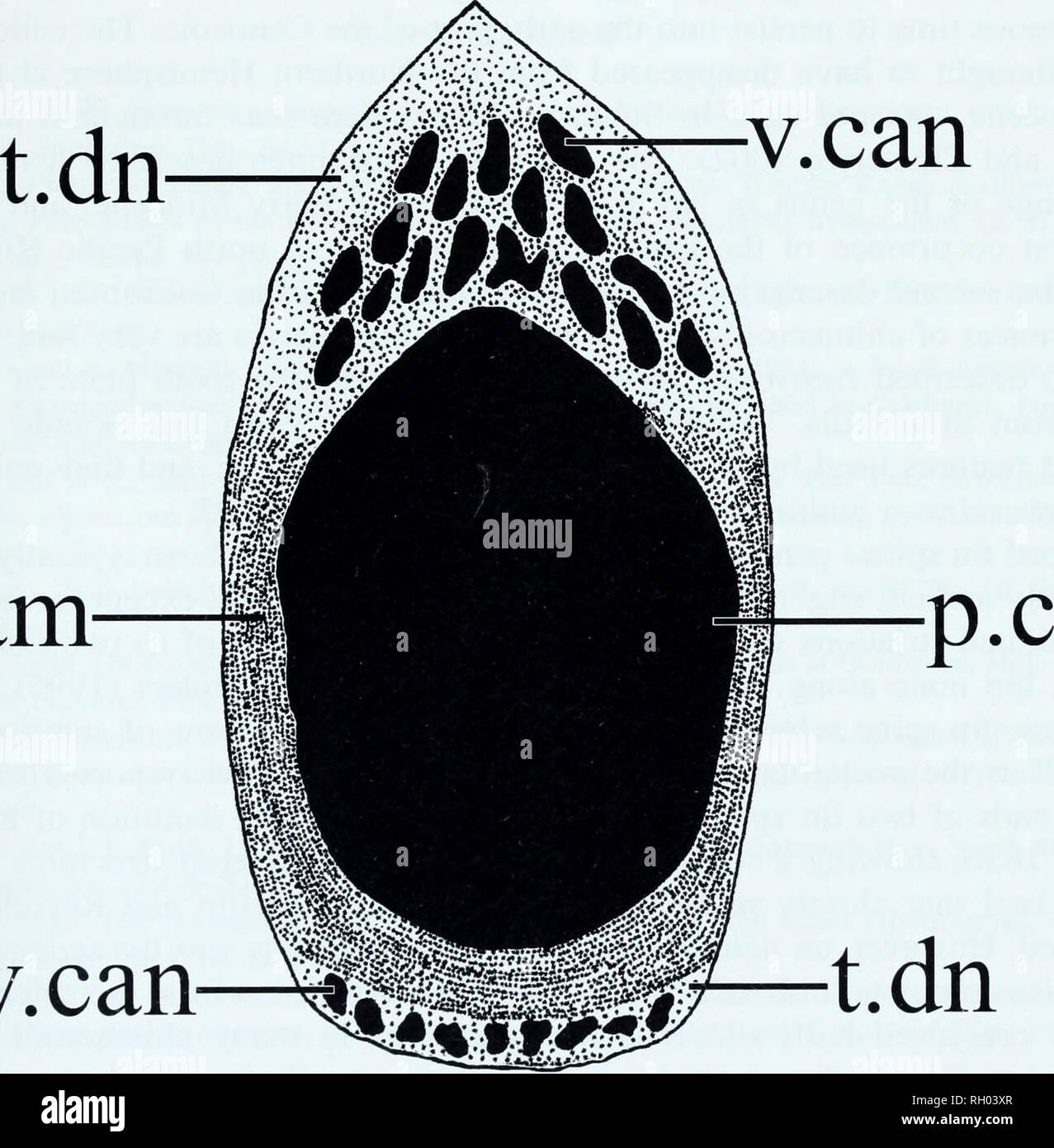 . Bulletin. Science. Fig. 1. Incomplete dorsal fin spine of Edaphodon ...