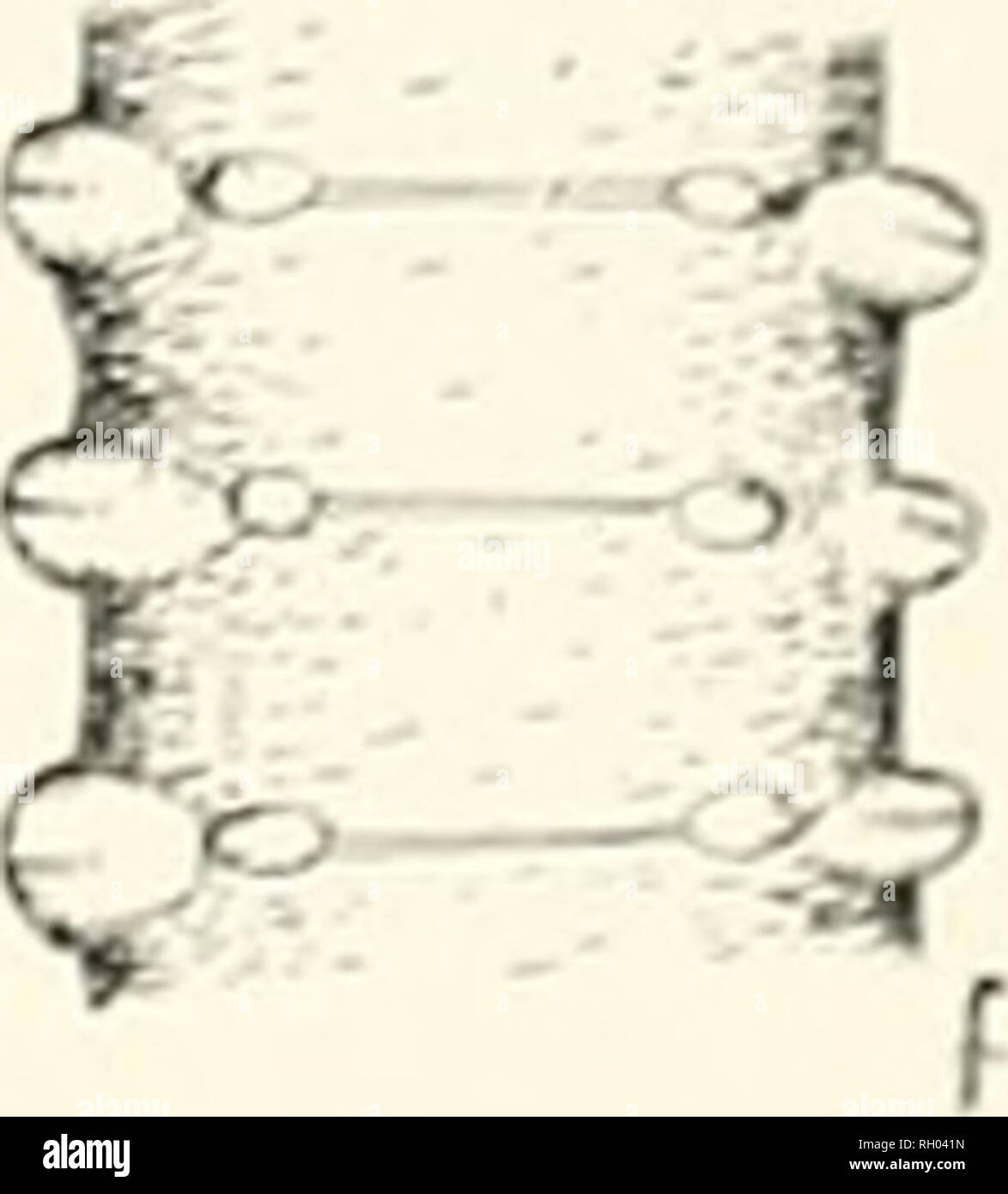 . Bulletin. Science; Natural history; Natural history. 1. Figure 2 ...