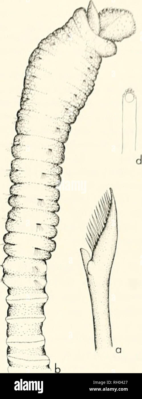 Eurythoe complanata hi-res stock photography and images - Alamy