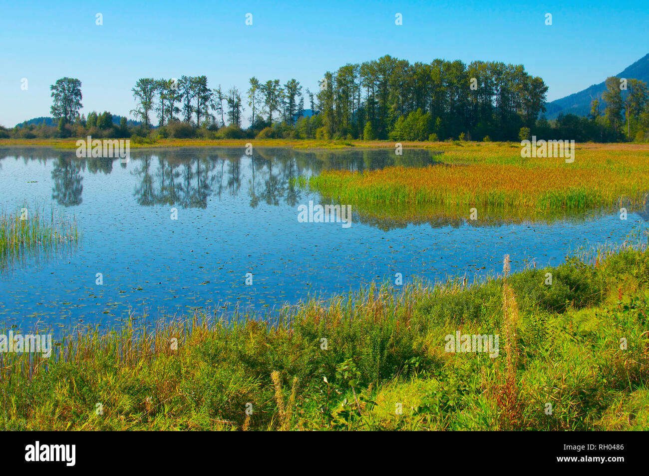 Pitt meadows marsh hi-res stock photography and images - Alamy