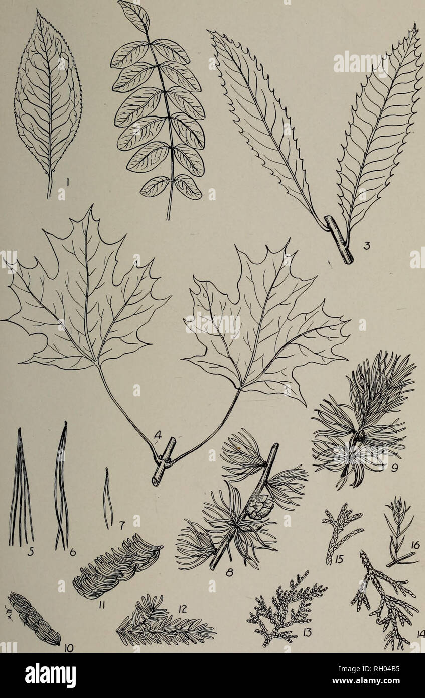 . Bulletin. Forests and forestry. PLATE IV. TYPES OF LEAVES. 1. Black ...