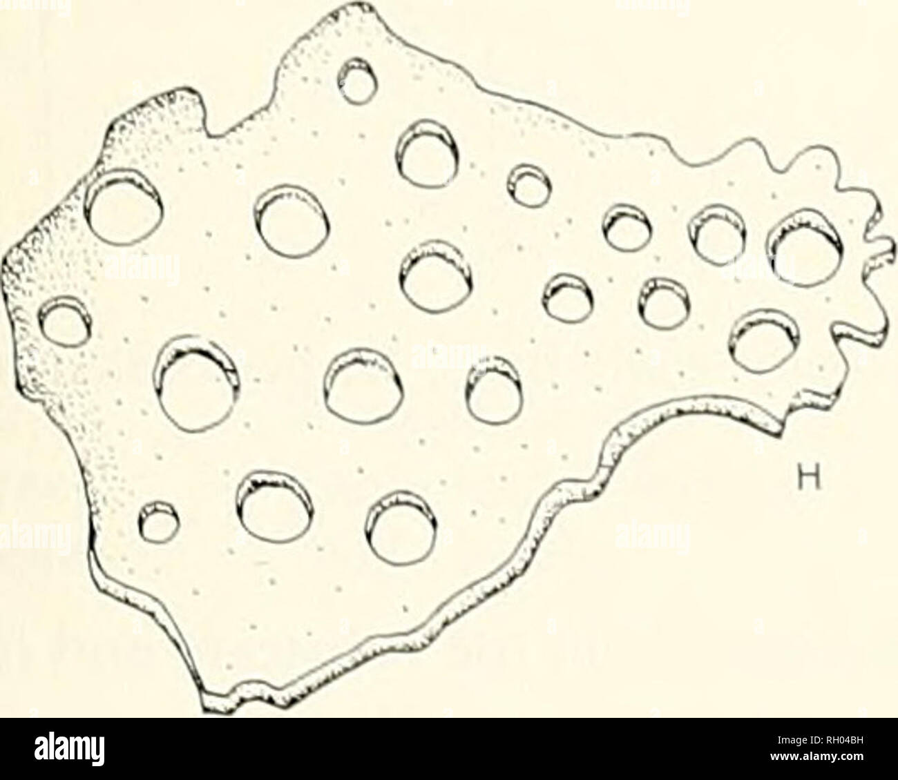 . Bulletin. Science; Natural history; Natural history. A, B. C. D E. F ...