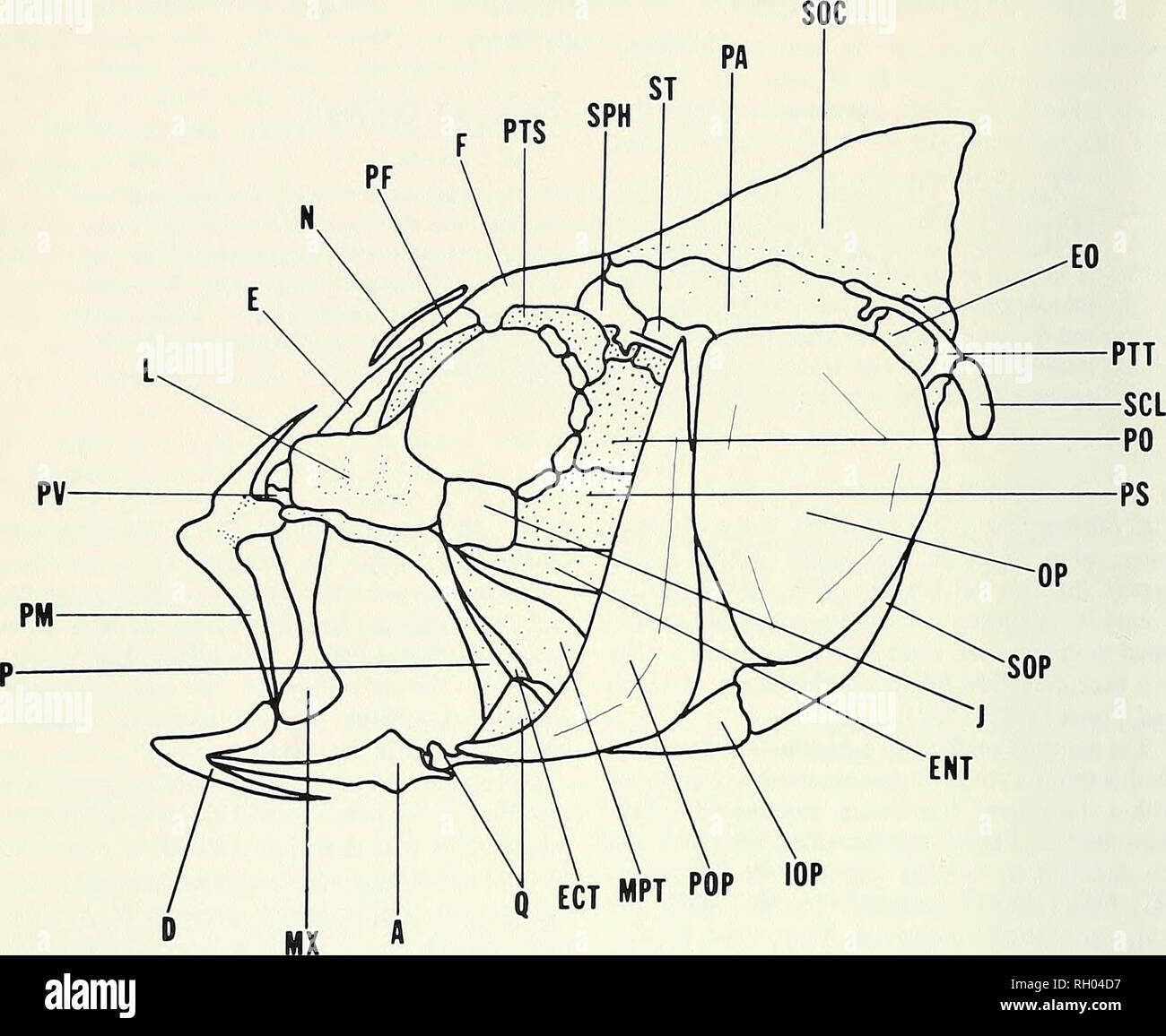 . Bulletin. Science; Natural history; Natural history. 30 BULLETIN ...
