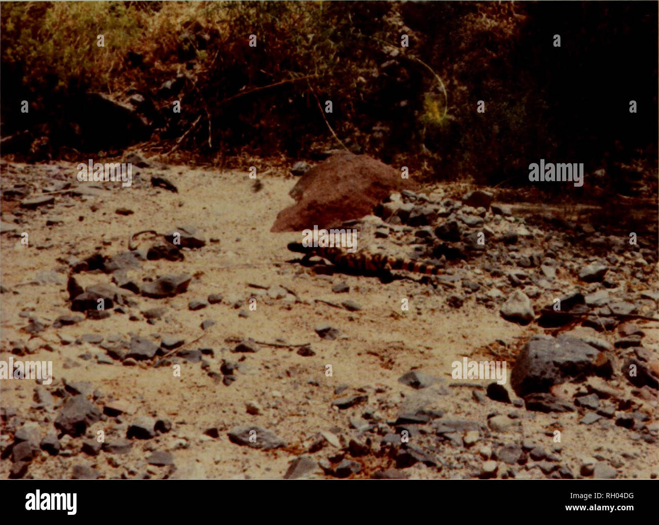 . Bulletin. Science. CALIFORNIA GILA MONSTERS 47. -i* * " Fig. 5. The ...