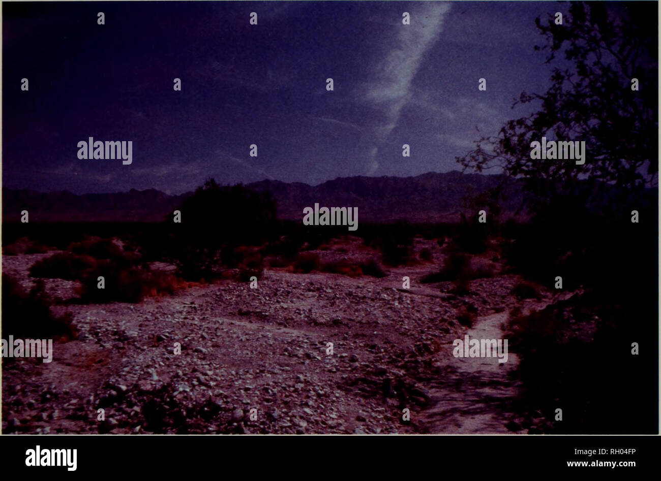 1986 specimen hi-res stock photography and images - Alamy