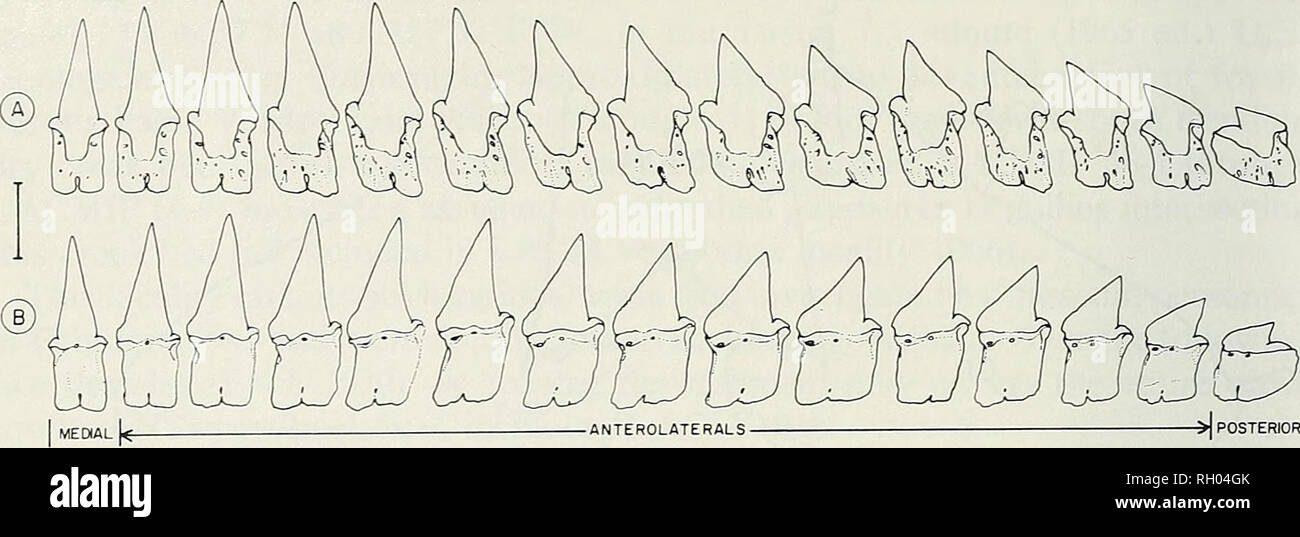 . Bulletin. Science; Natural history; Natural history. 52 SOUTHERN ...