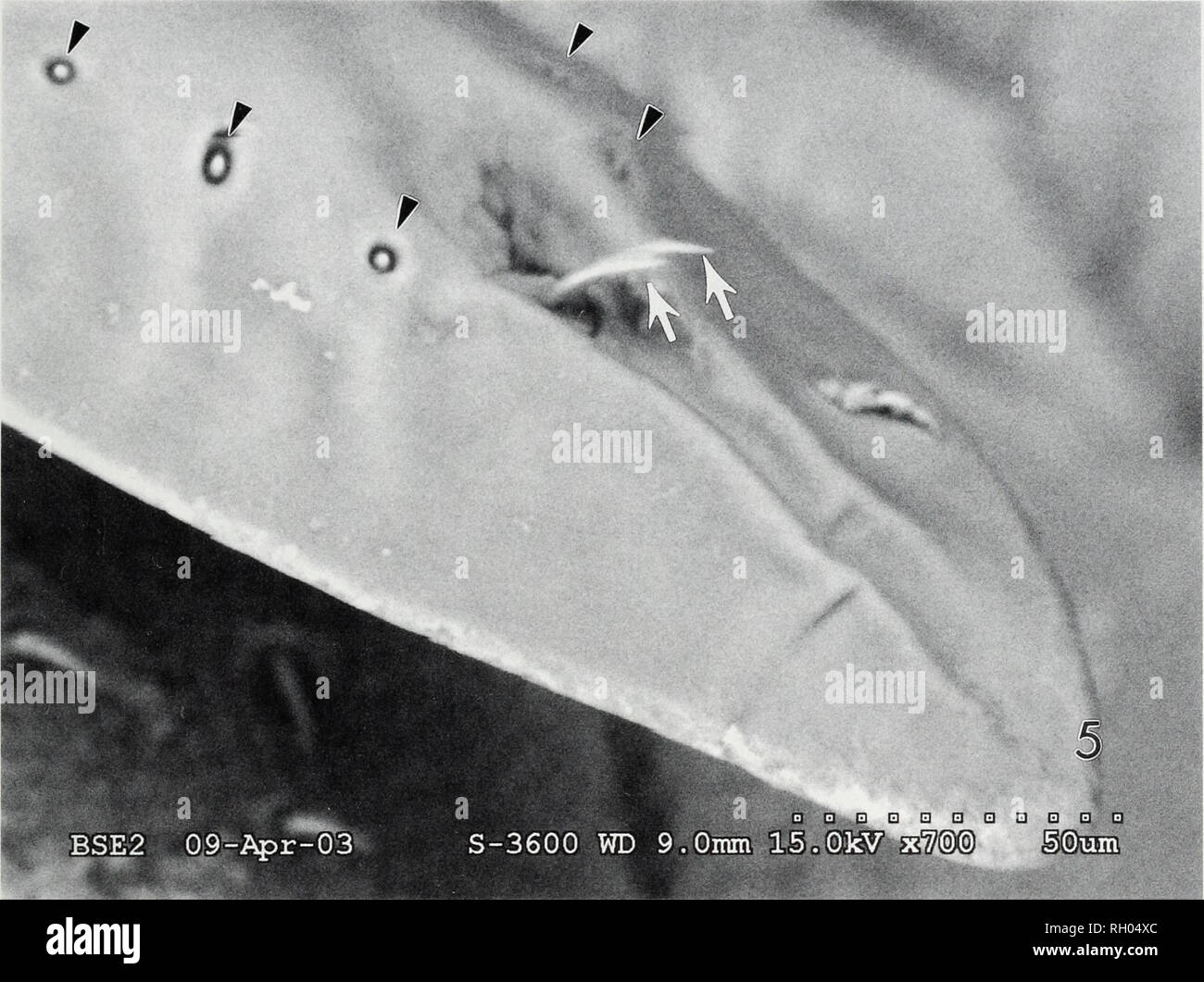 Bombardier beetle spraying hi-res stock photography and images - Alamy