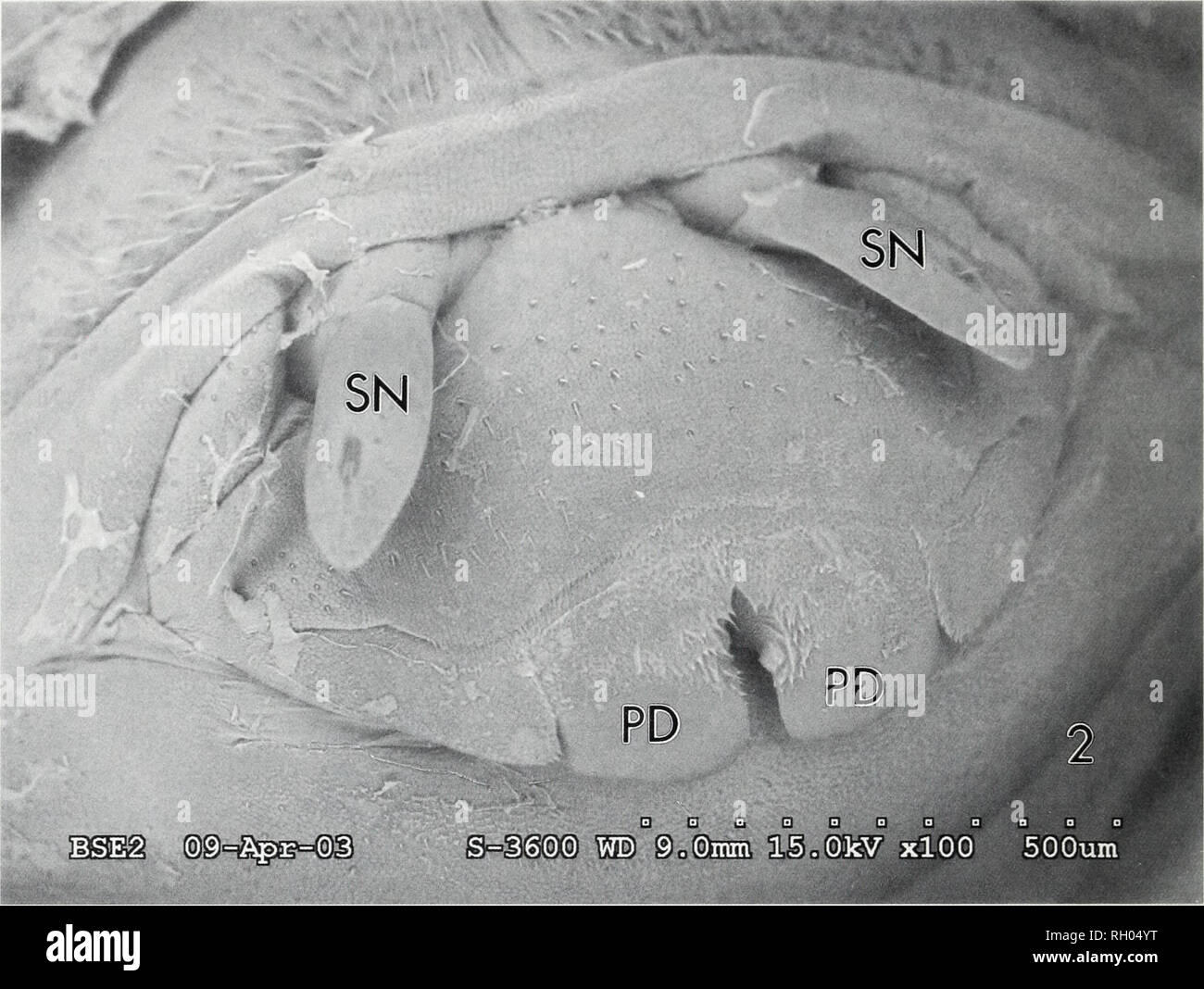 Bombardier beetles spray hi-res stock photography and images - Alamy