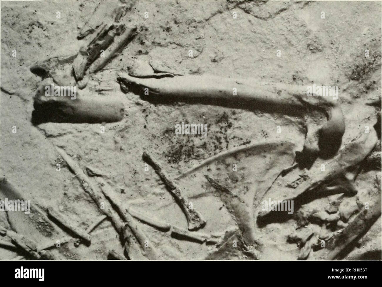 Carpometacarpus hi-res stock photography and images - Alamy