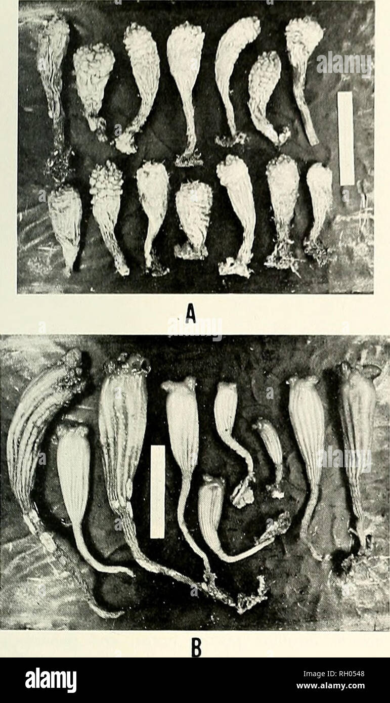 Styela montereyensis hi-res stock photography and images - Alamy