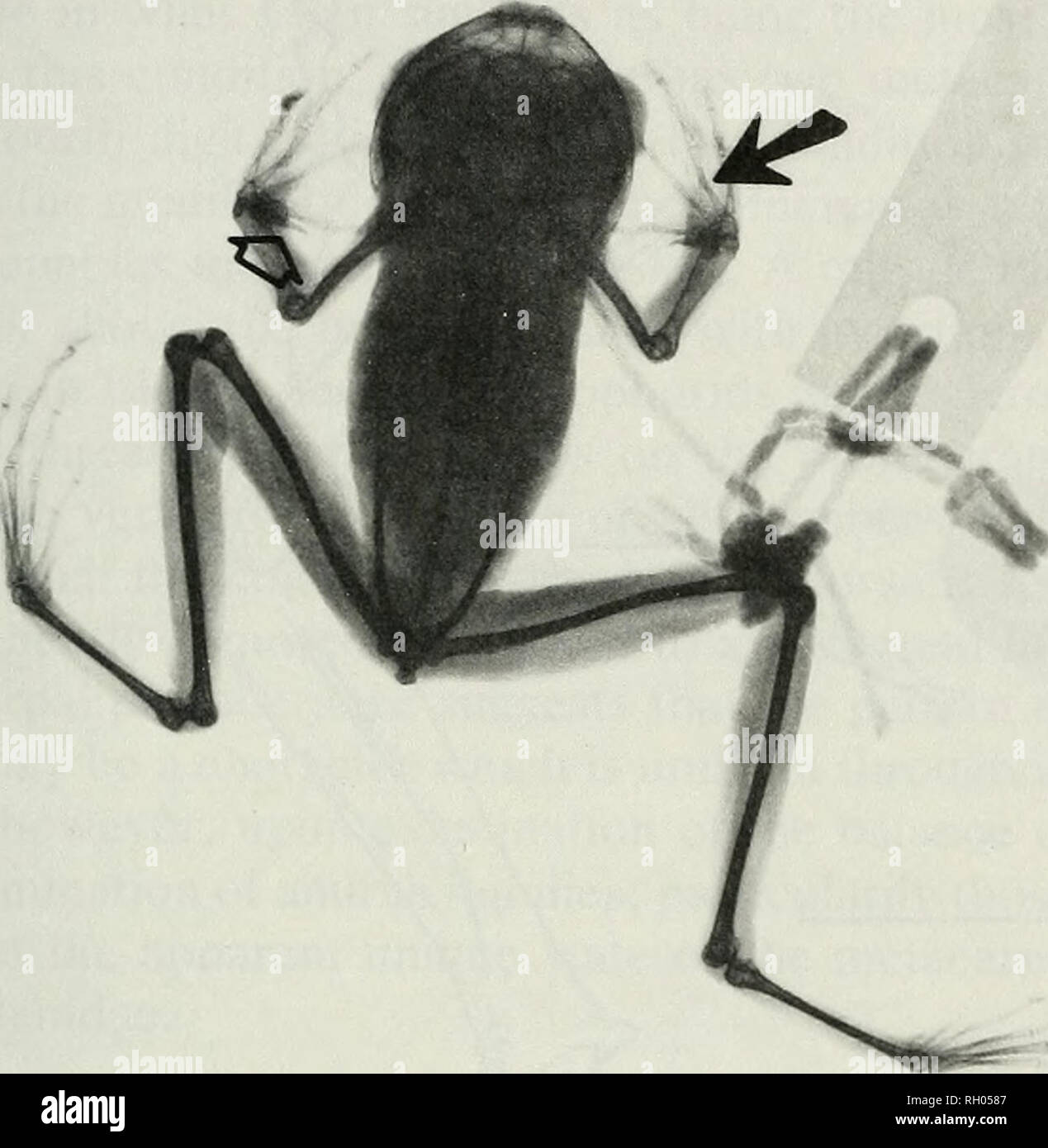 . Bulletin. Science; Natural history; Natural history. CENTROLENID ...