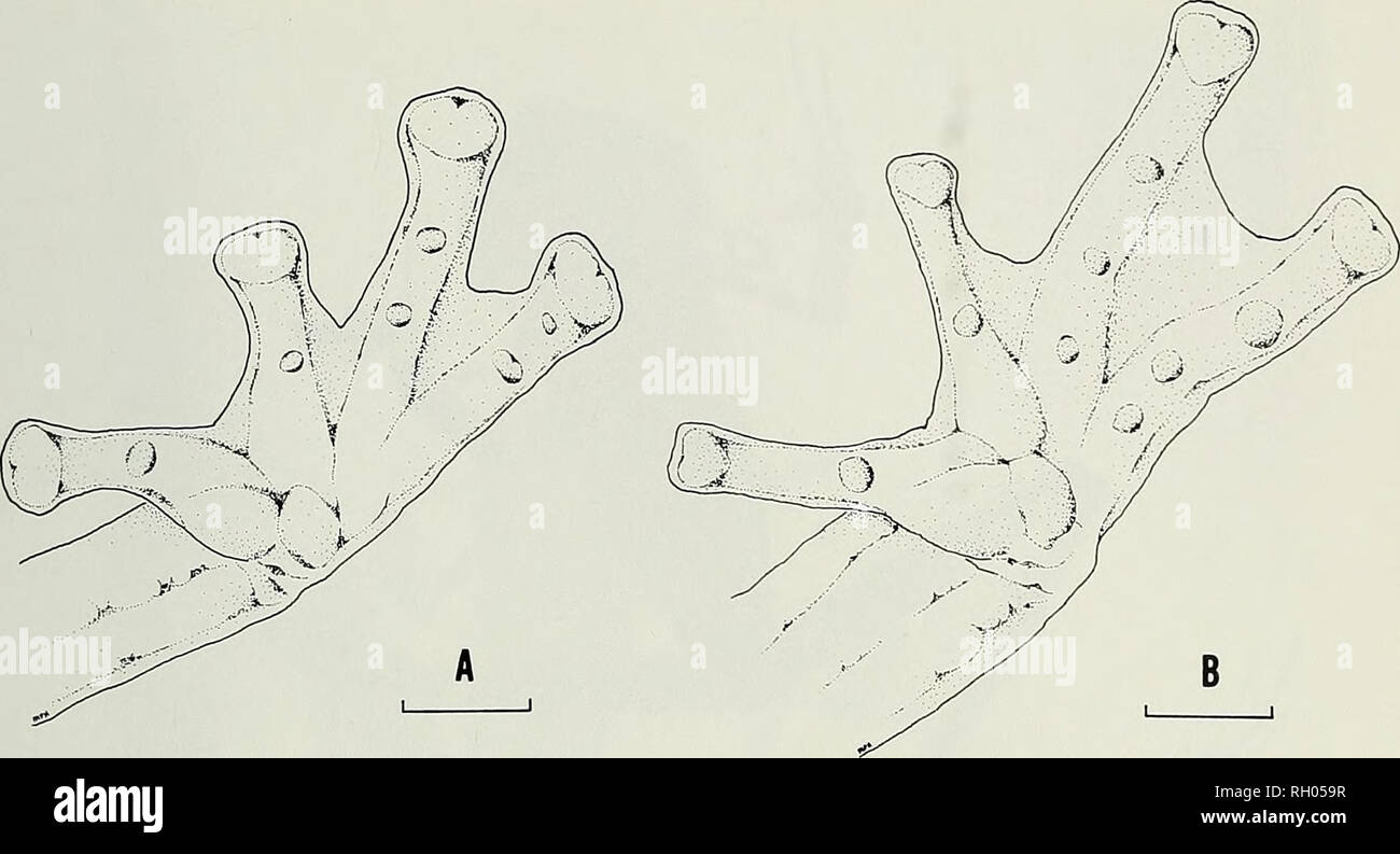 . Bulletin. Science; Natural history; Natural history. CENTROLENID ...