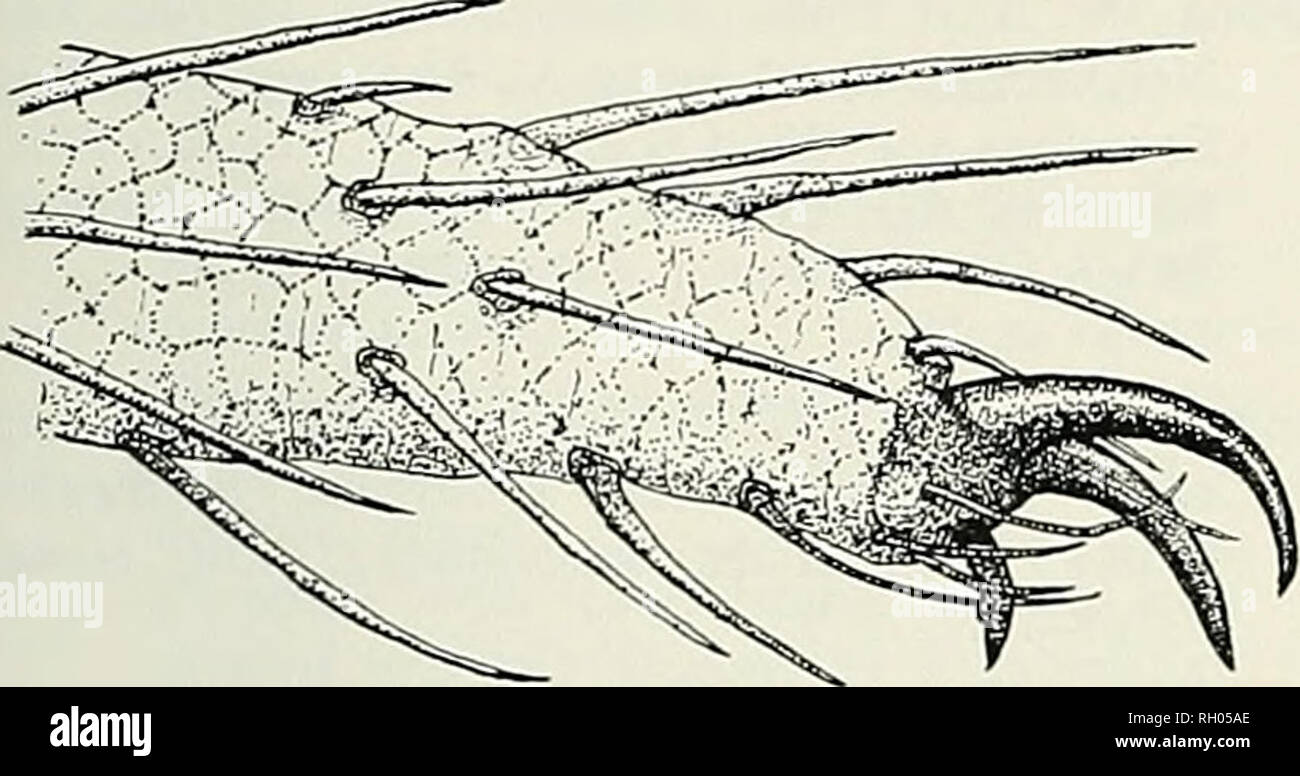 Schizomus hi-res stock photography and images - Alamy