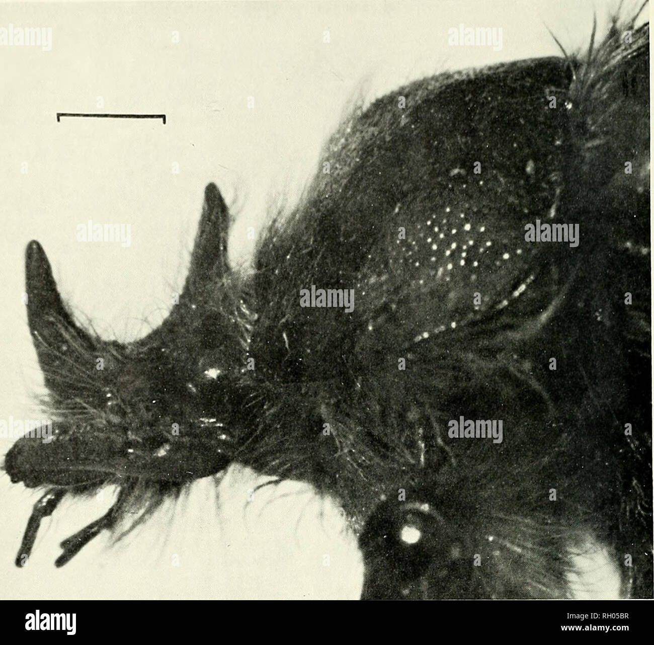 . Bulletin. Science; Natural history; Natural history. 76 i;i iii n SOI ...