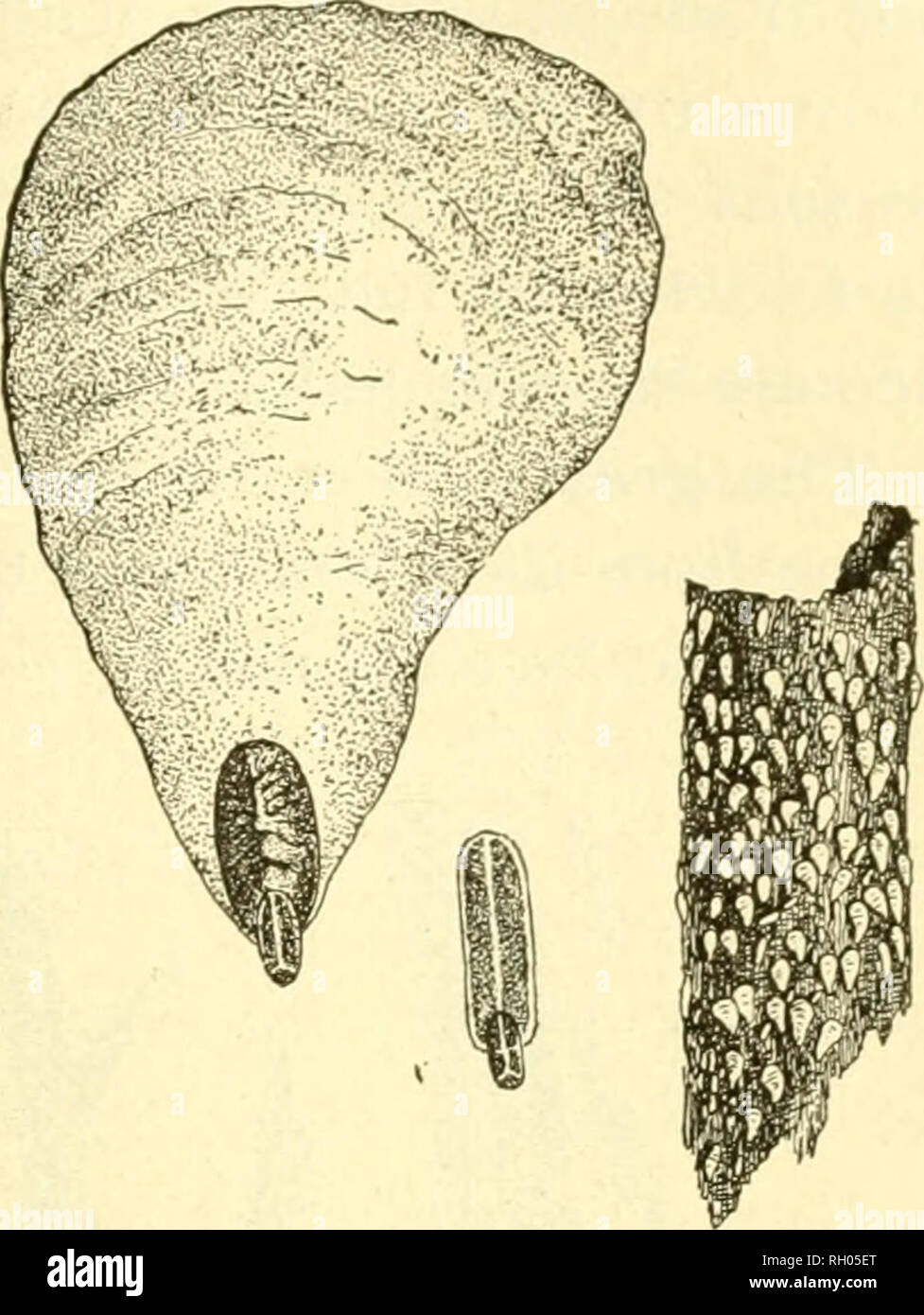 . Bulletin. Agriculture -- New Hampshire. THE INSECT RECORD FOR 1901 4 ...