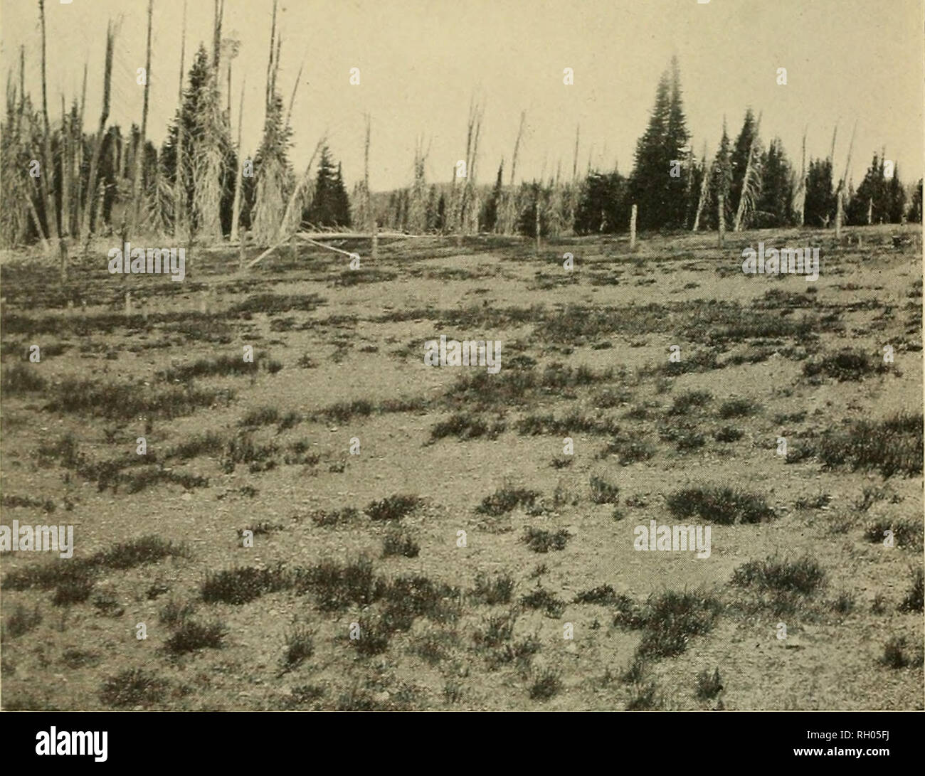 Overgrazed range hi-res stock photography and images - Alamy