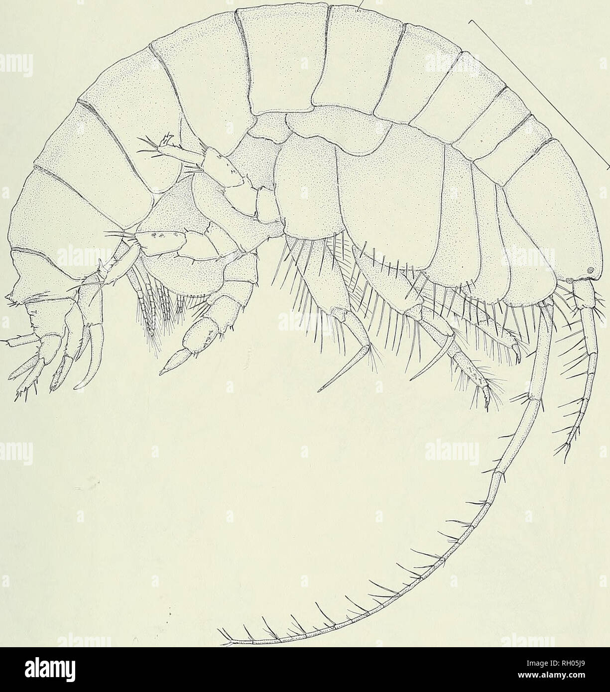 Gammarid hi-res stock photography and images - Alamy