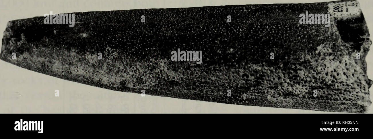 . Bulletin. Science. Fig. 3. Istiophorid billfish fossils, upper ...