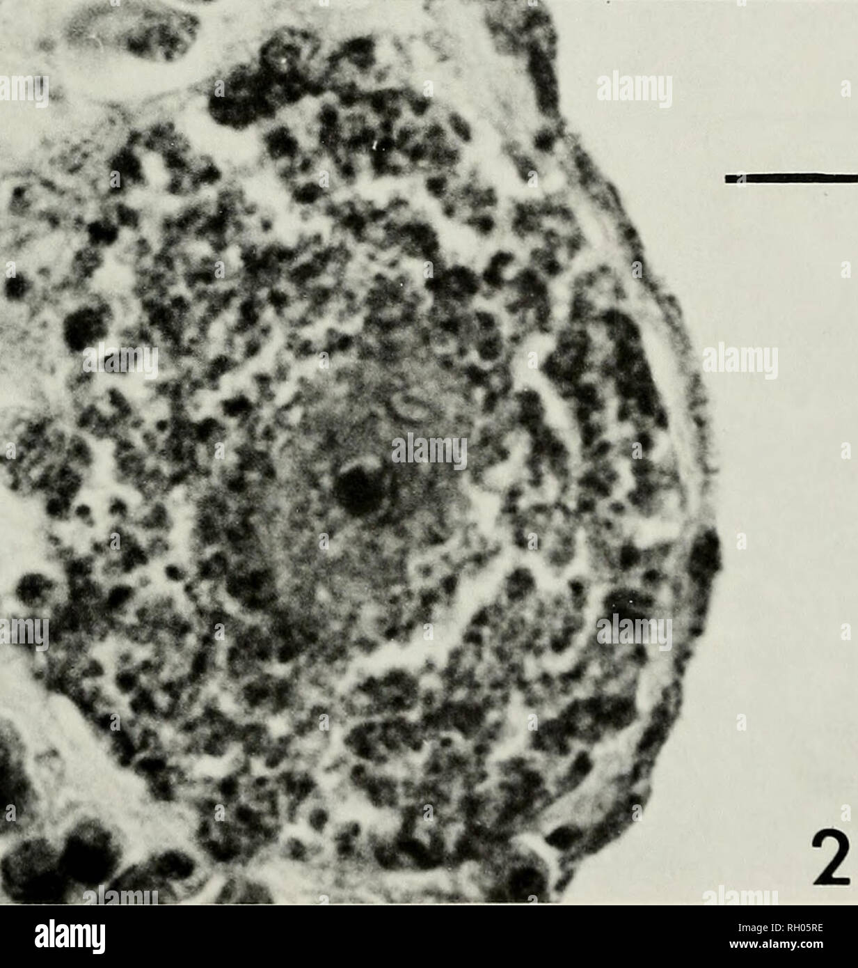 Clathrina coriacea hi-res stock photography and images - Alamy