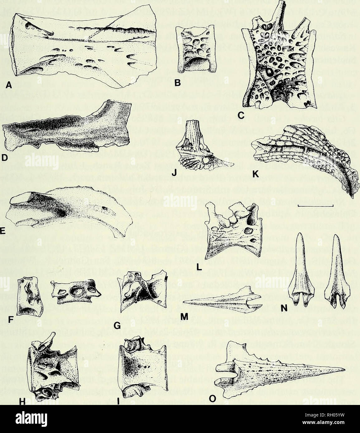 . Bulletin. Science; Natural history; Natural history. LA BREA FOSSIL ...