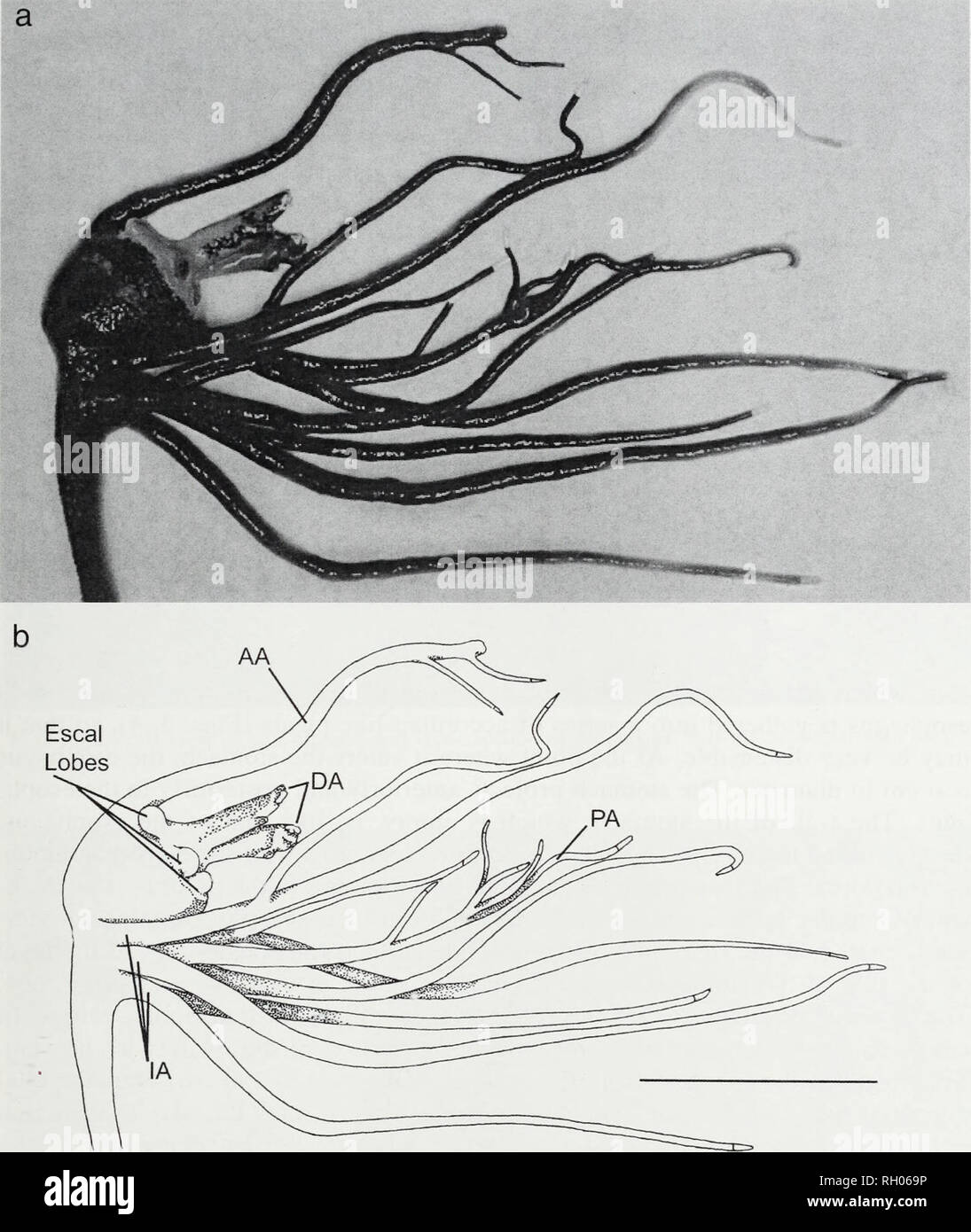 Himantolophus sagamius hi-res stock photography and images - Alamy