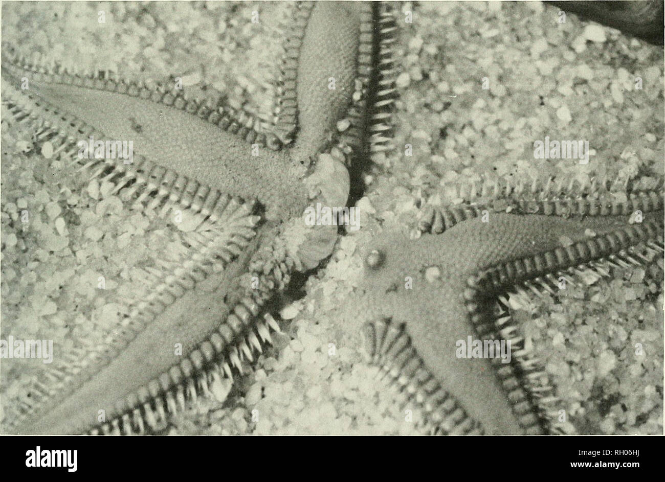 Astropecten armatus hi-res stock photography and images - Alamy