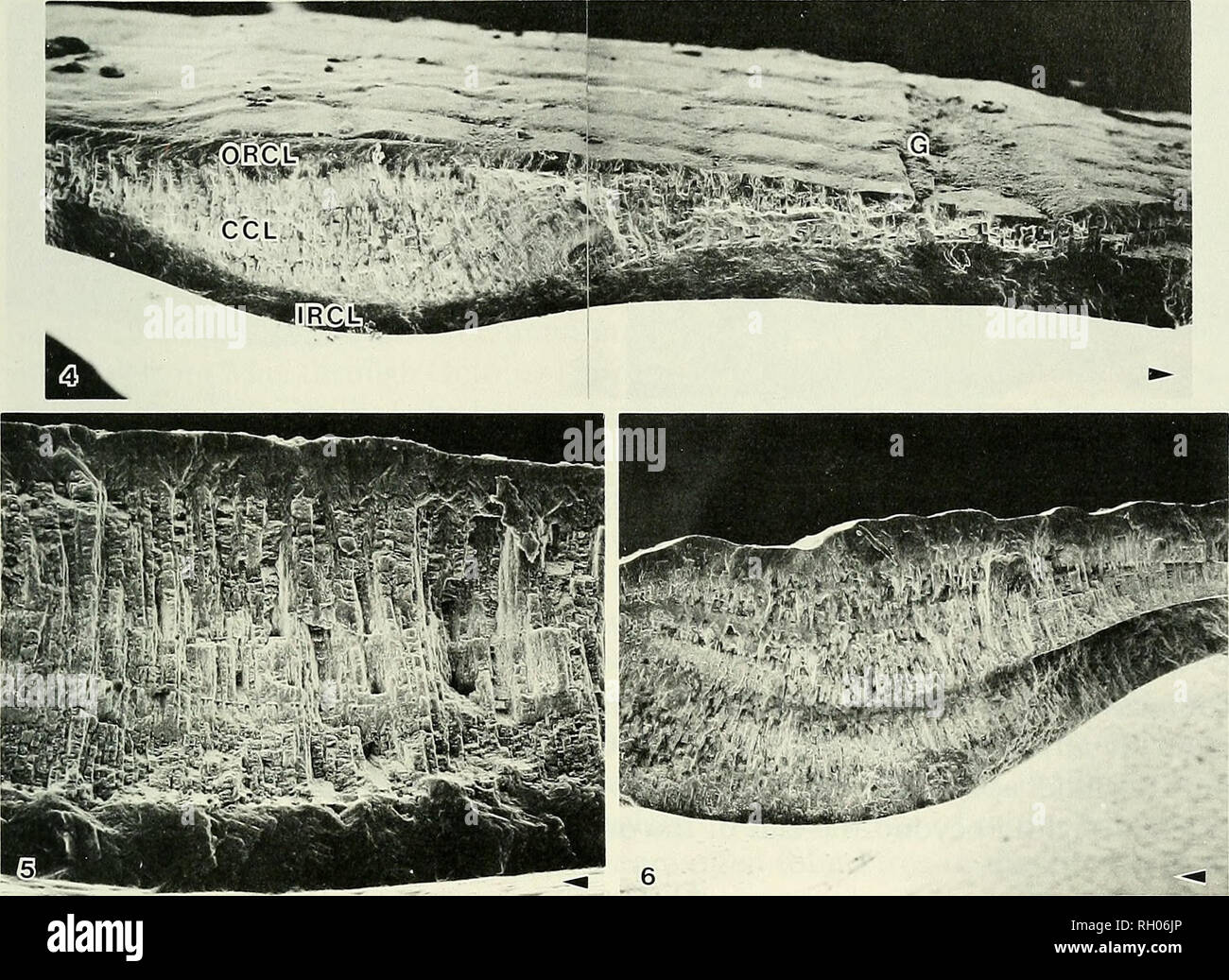 Helical growth hi-res stock photography and images - Alamy