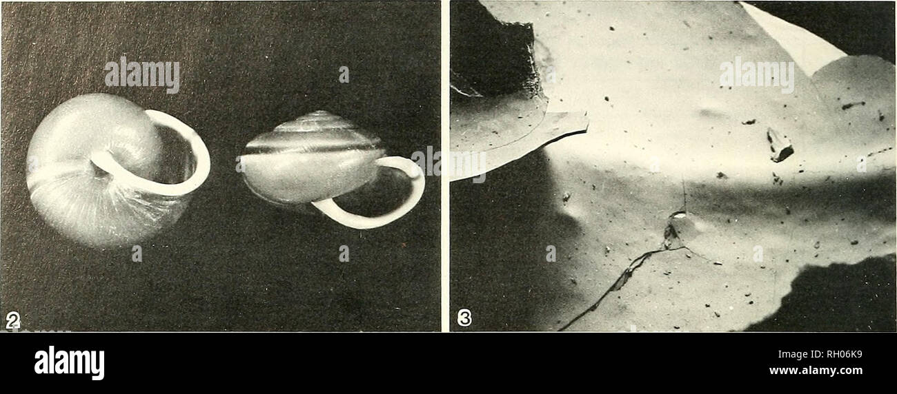 Helical growth hi-res stock photography and images - Alamy