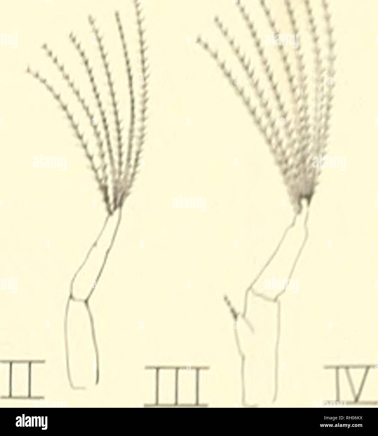 Articulated appendages hi-res stock photography and images - Alamy