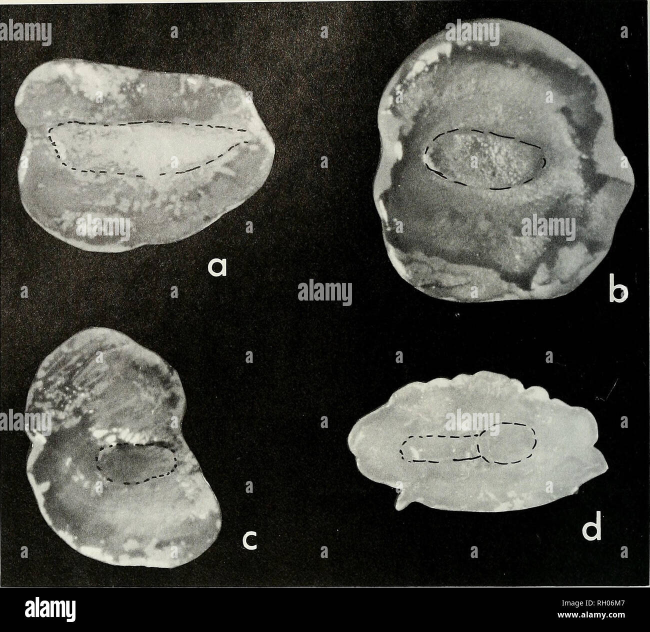 Gibberichthys hi-res stock photography and images - Alamy