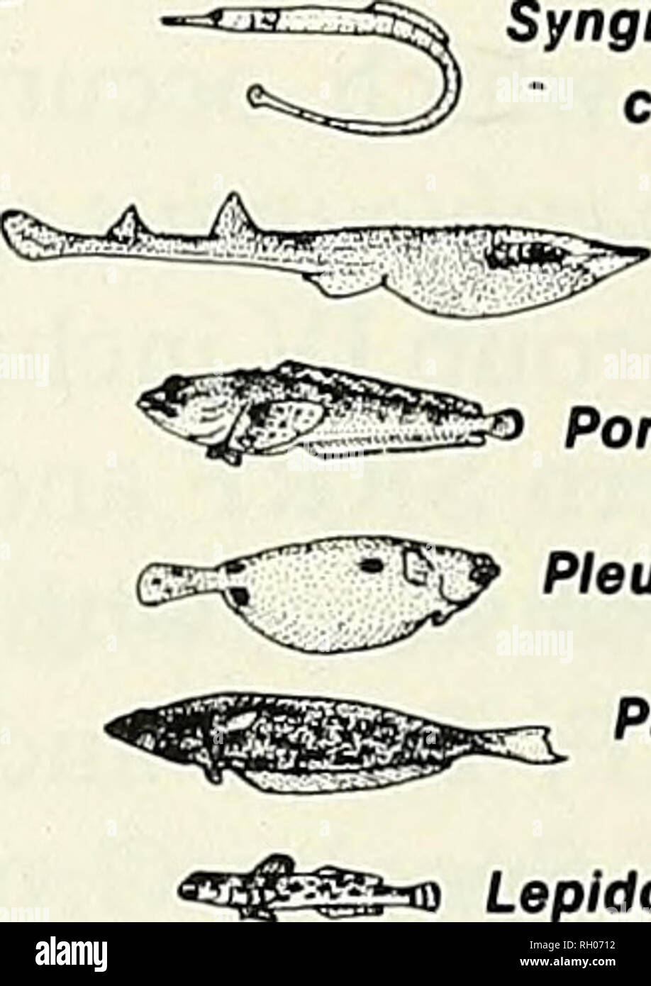 Umbrina roncador hi-res stock photography and images - Alamy