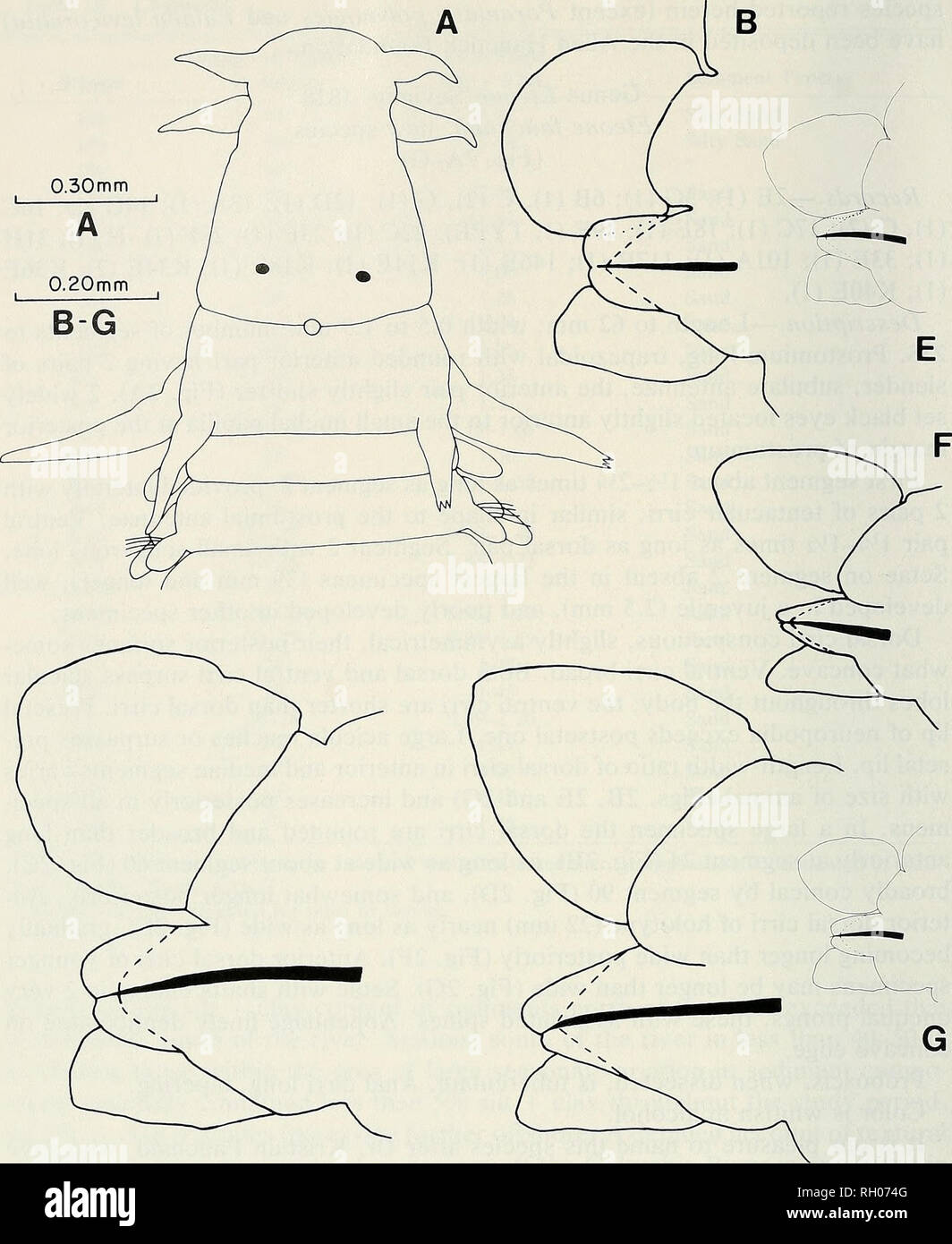 . Bulletin. Science; Natural history; Natural history. SOUTHERN ...