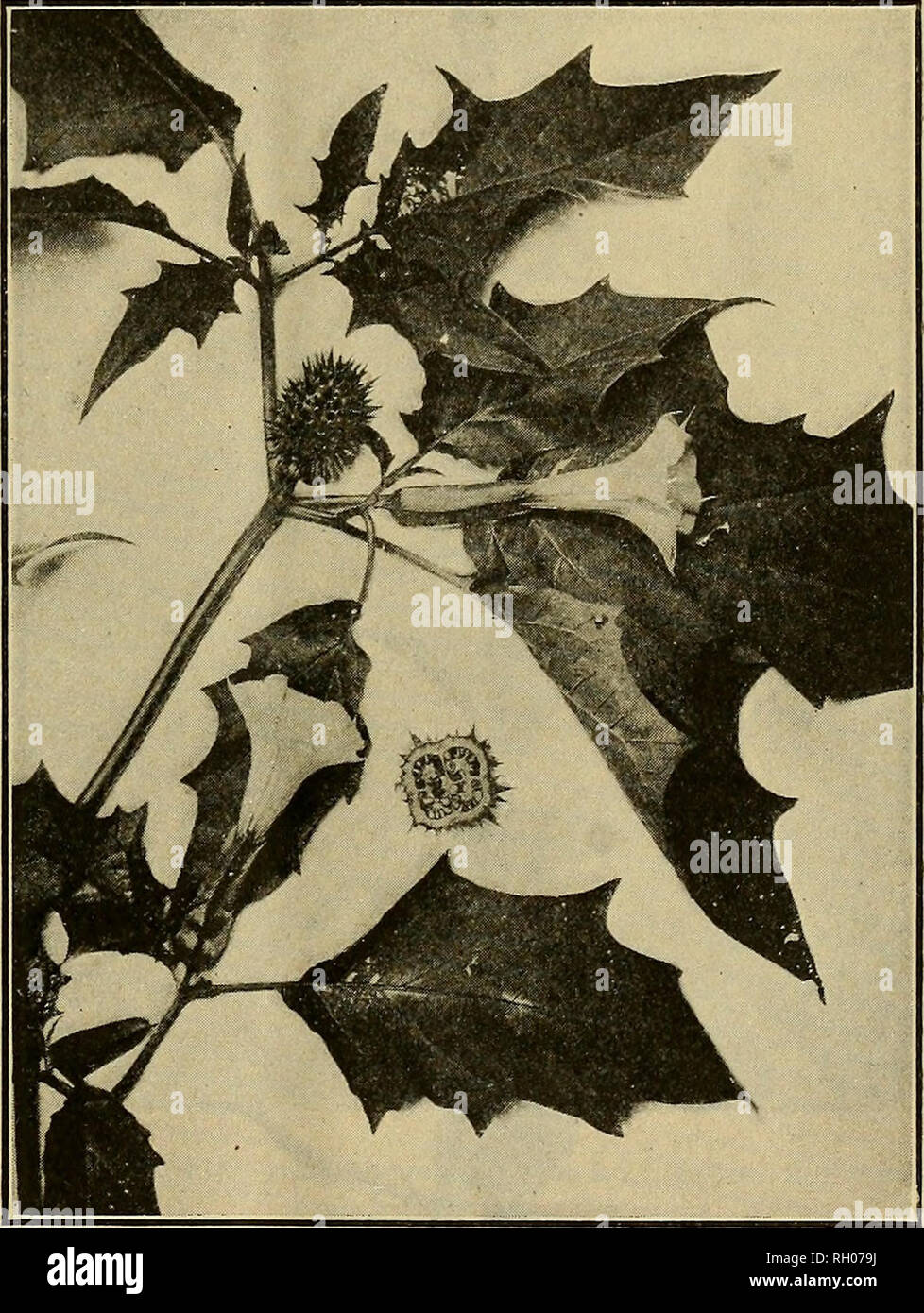 Stink weed hi-res stock photography and images - Alamy