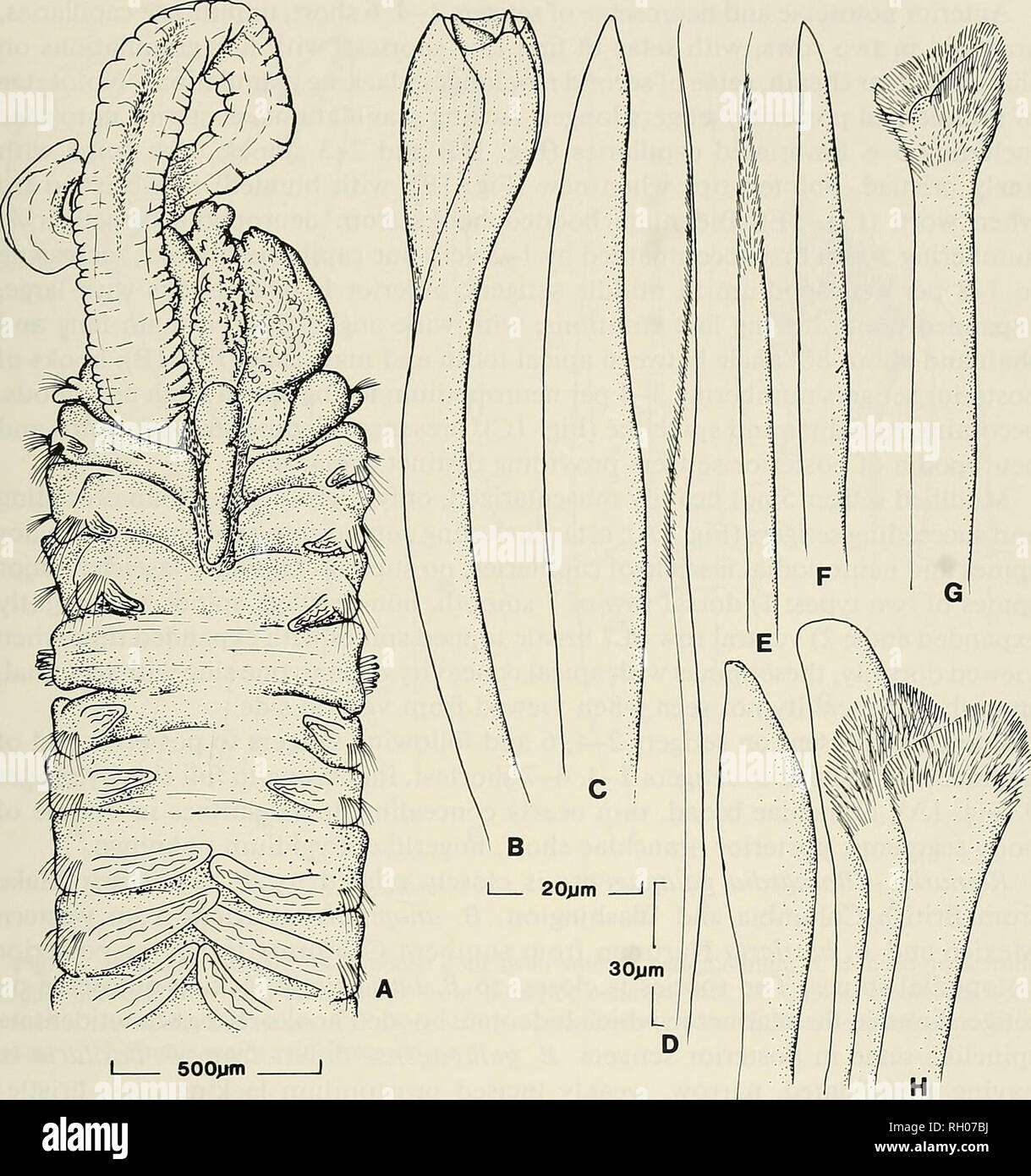 . Bulletin. Science; Natural history; Natural history. A NEW SPECIES OF ...