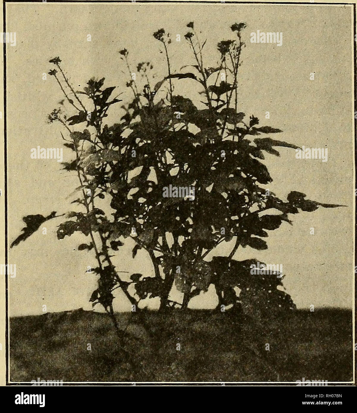 Sinapis alba l hi-res stock photography and images - Alamy