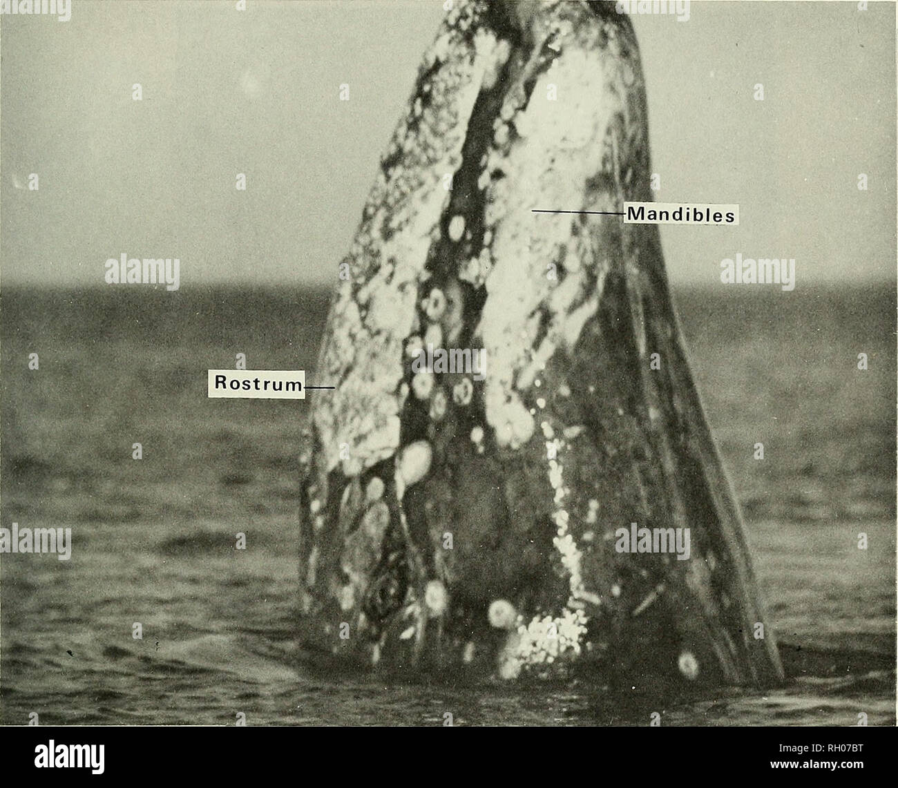 Barnacles on a whale hi-res stock photography and images - Alamy