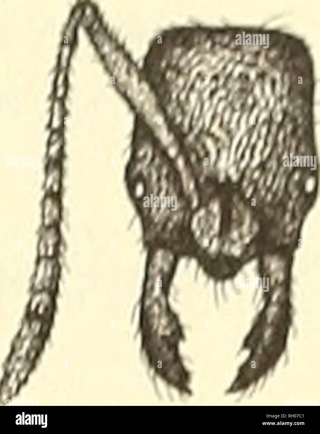 Wings torn off hi-res stock photography and images - Alamy