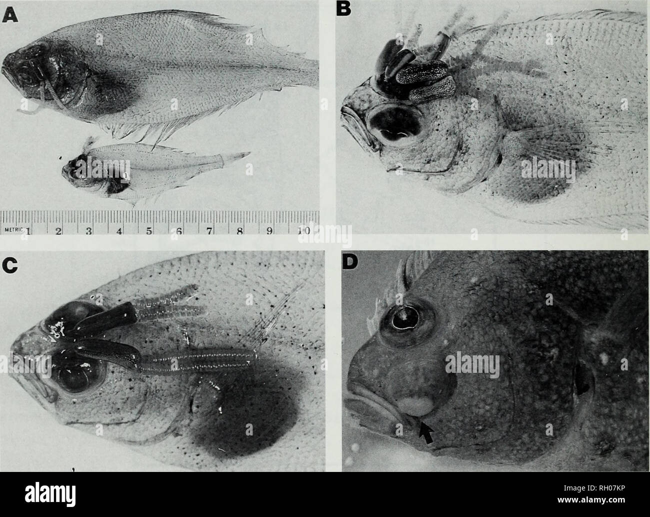 Sanddab hi-res stock photography and images - Alamy
