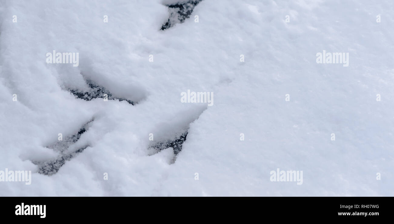 Animal tracks on a fresh layer of smooth snow Stock Photo - Alamy