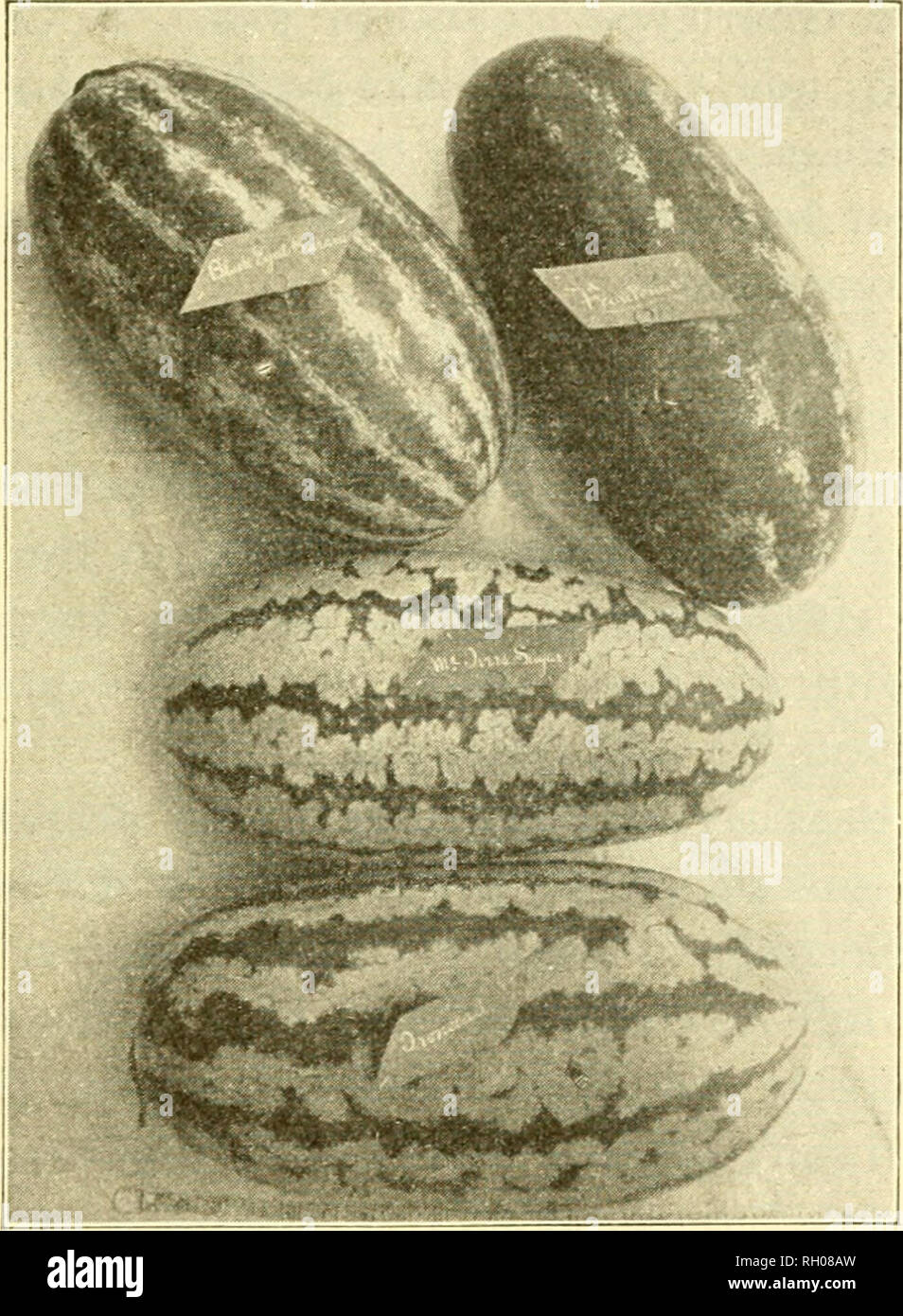 New type of melon hi-res stock photography and images - Alamy