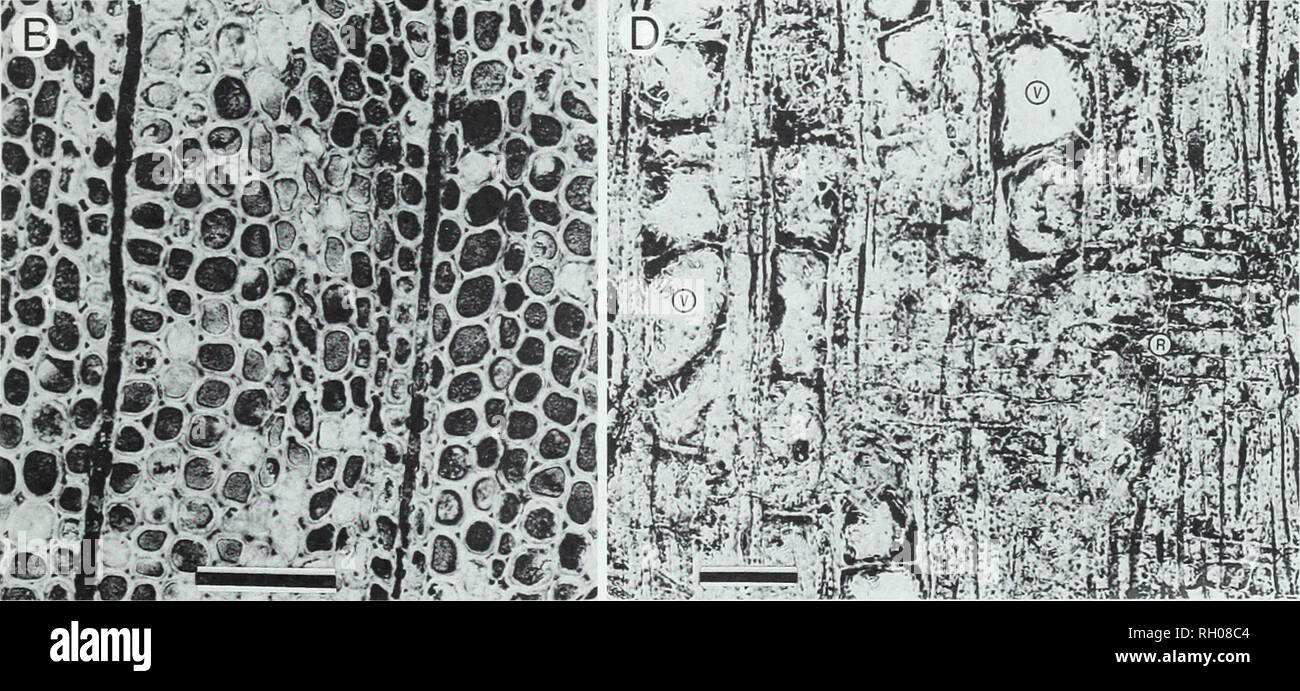 Radial Section Of Pine Wood