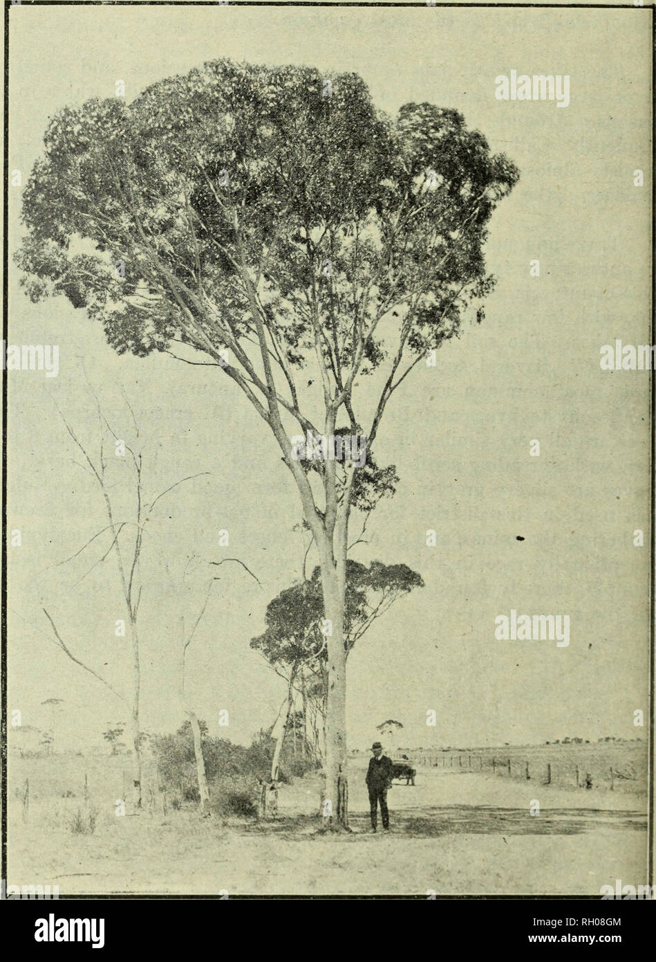 Salmon gum tree hi-res stock photography and images - Alamy