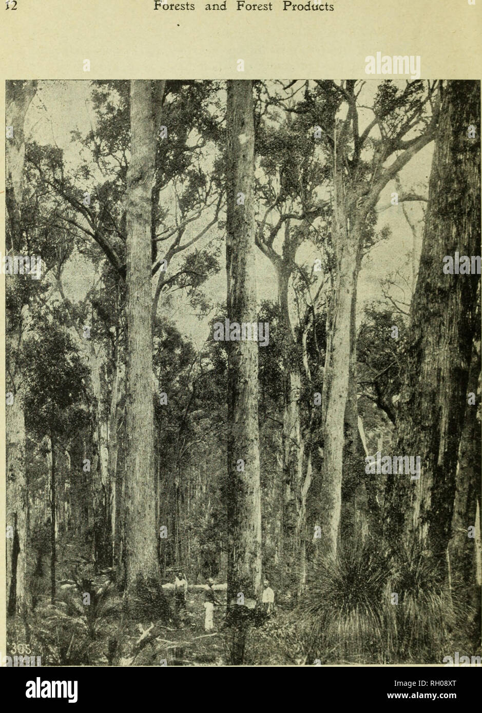 Jarrah forest hi-res stock photography and images - Alamy