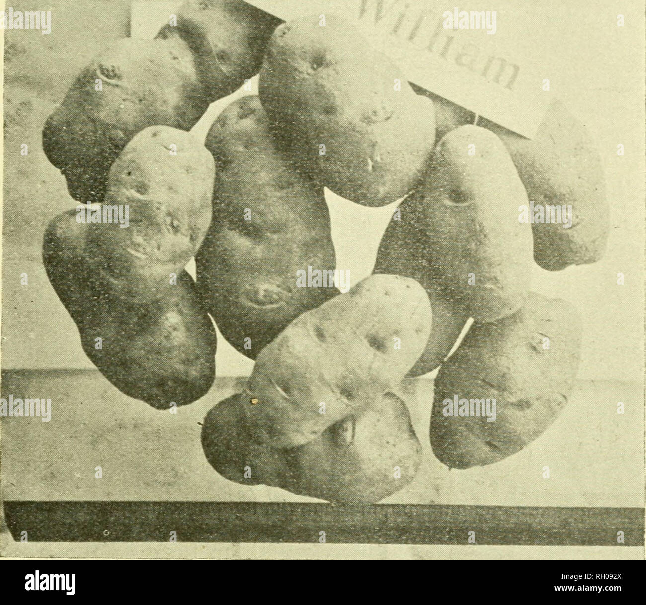 Sir walter raleigh potato hi-res stock photography and images - Alamy