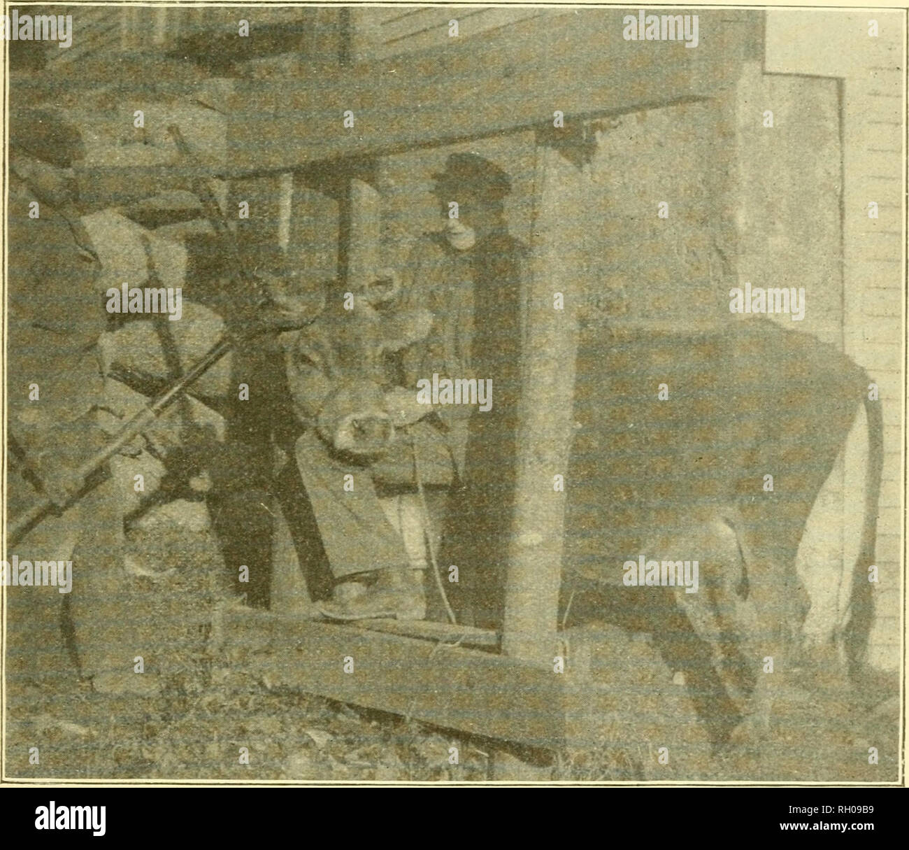 Bleeding cows hi-res stock photography and images - Alamy