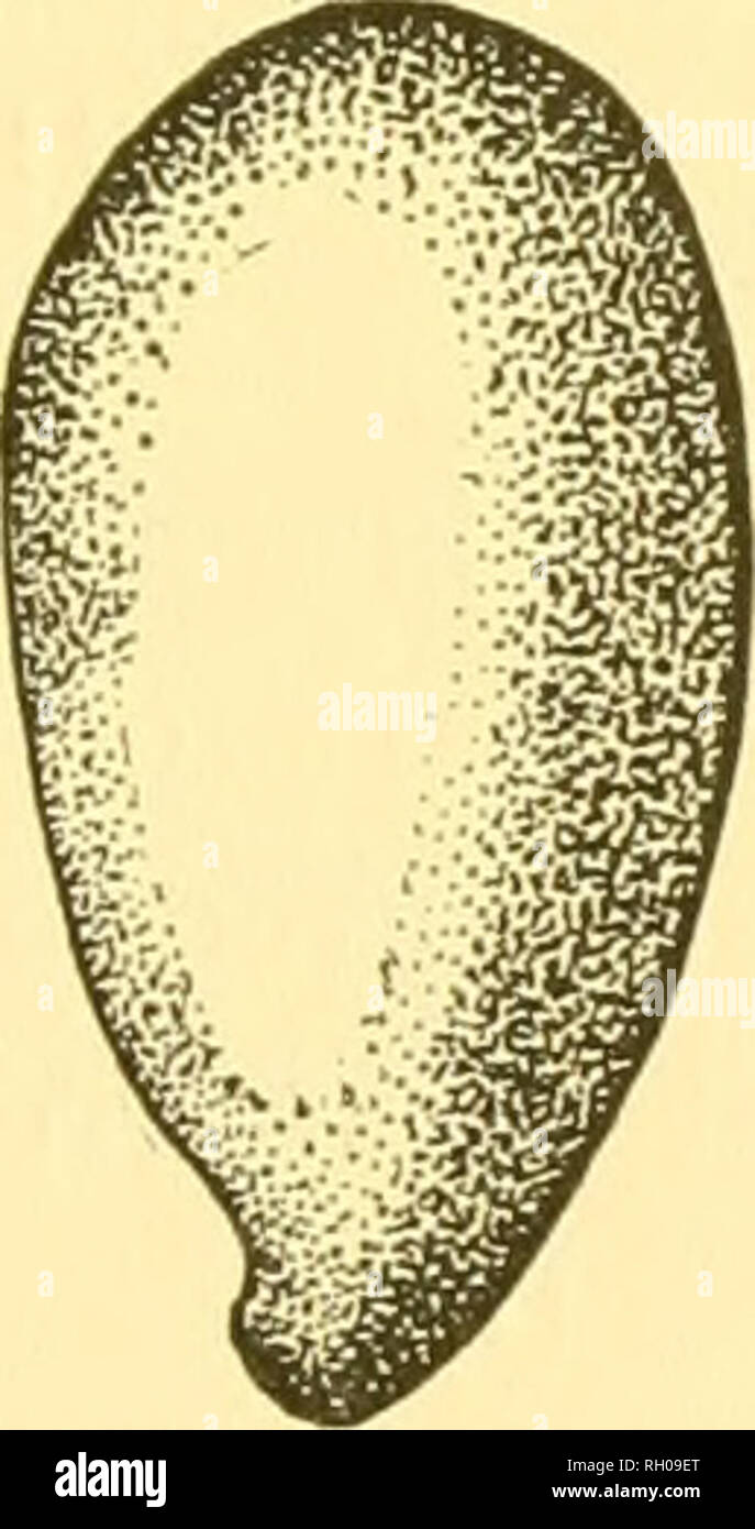 Seed contains an embryo hi-res stock photography and images - Alamy